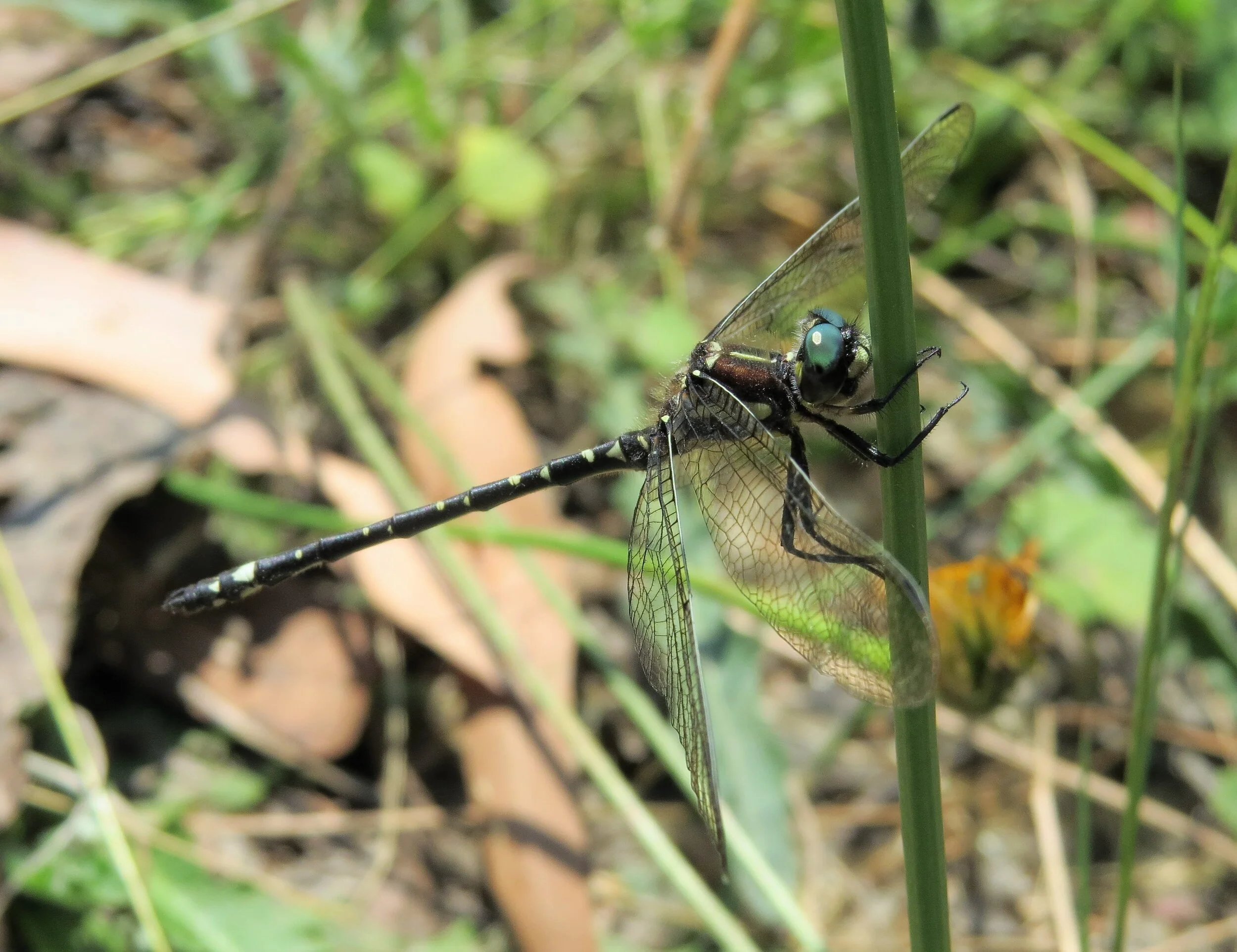 Dragonflies — Birding Victoria