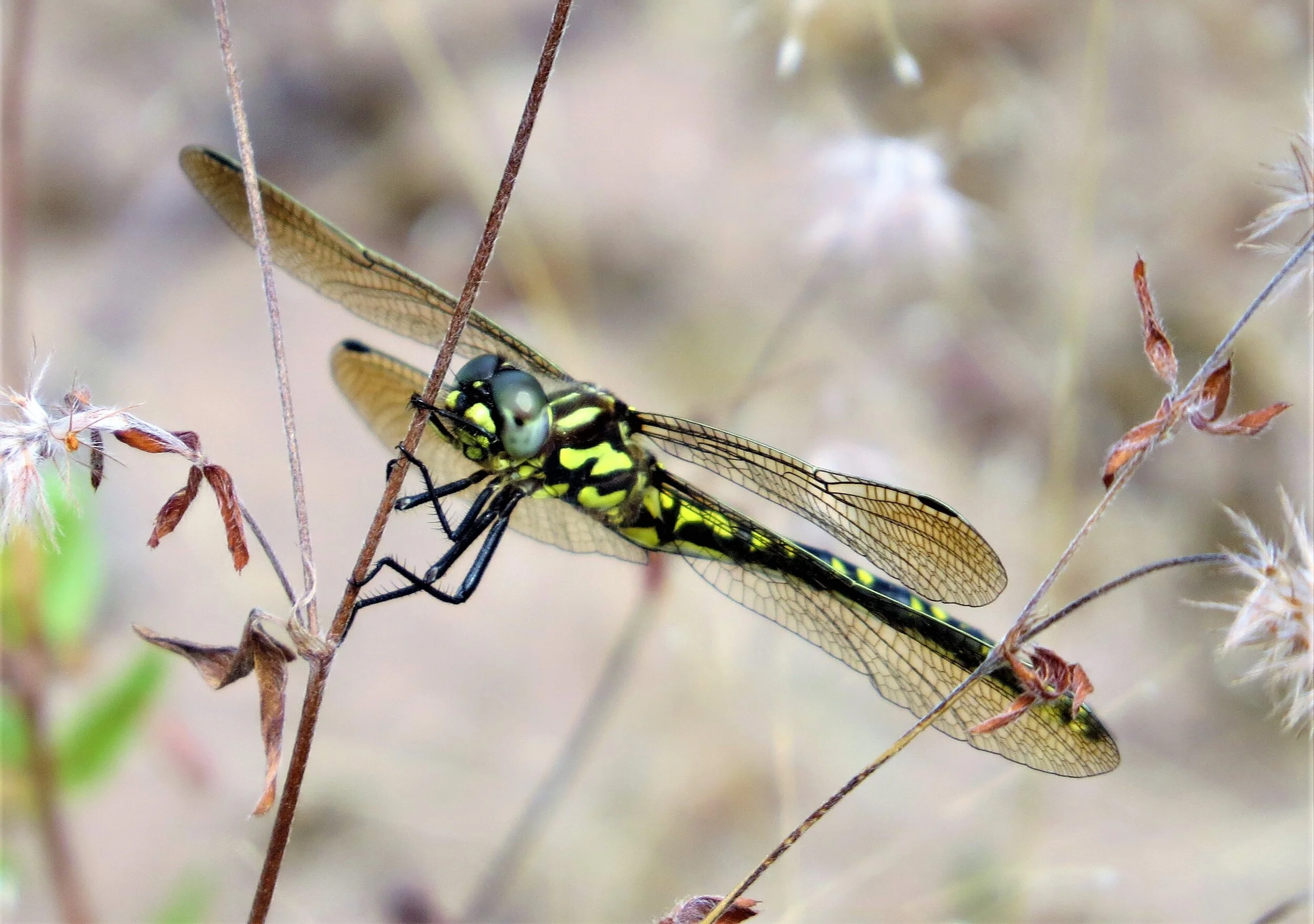 Dragonflies — Birding Victoria