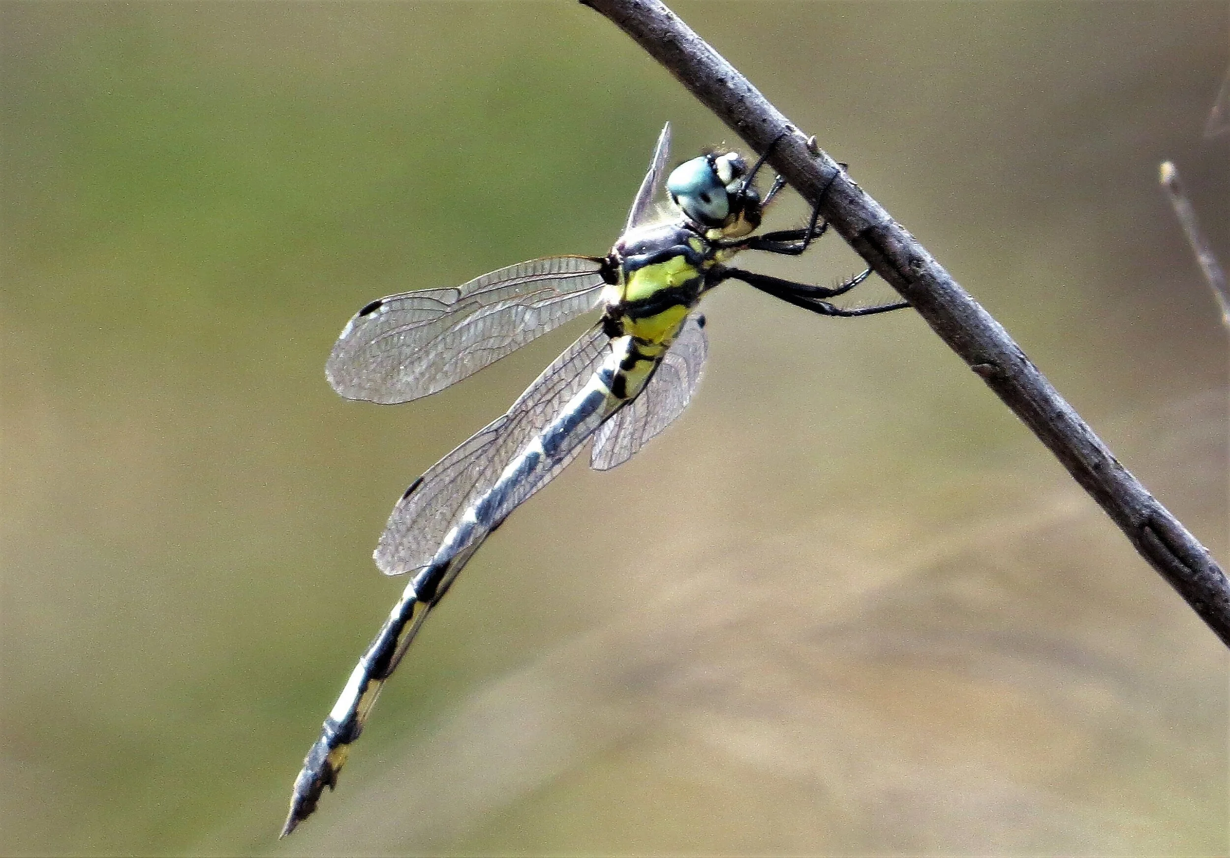 Dragonflies — Birding Victoria