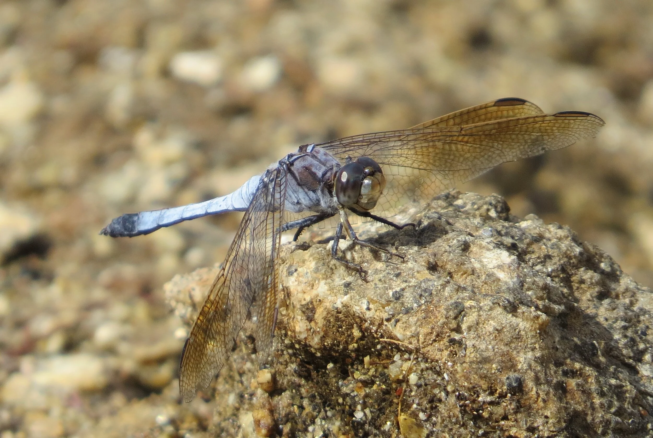 Dragonflies — Birding Victoria