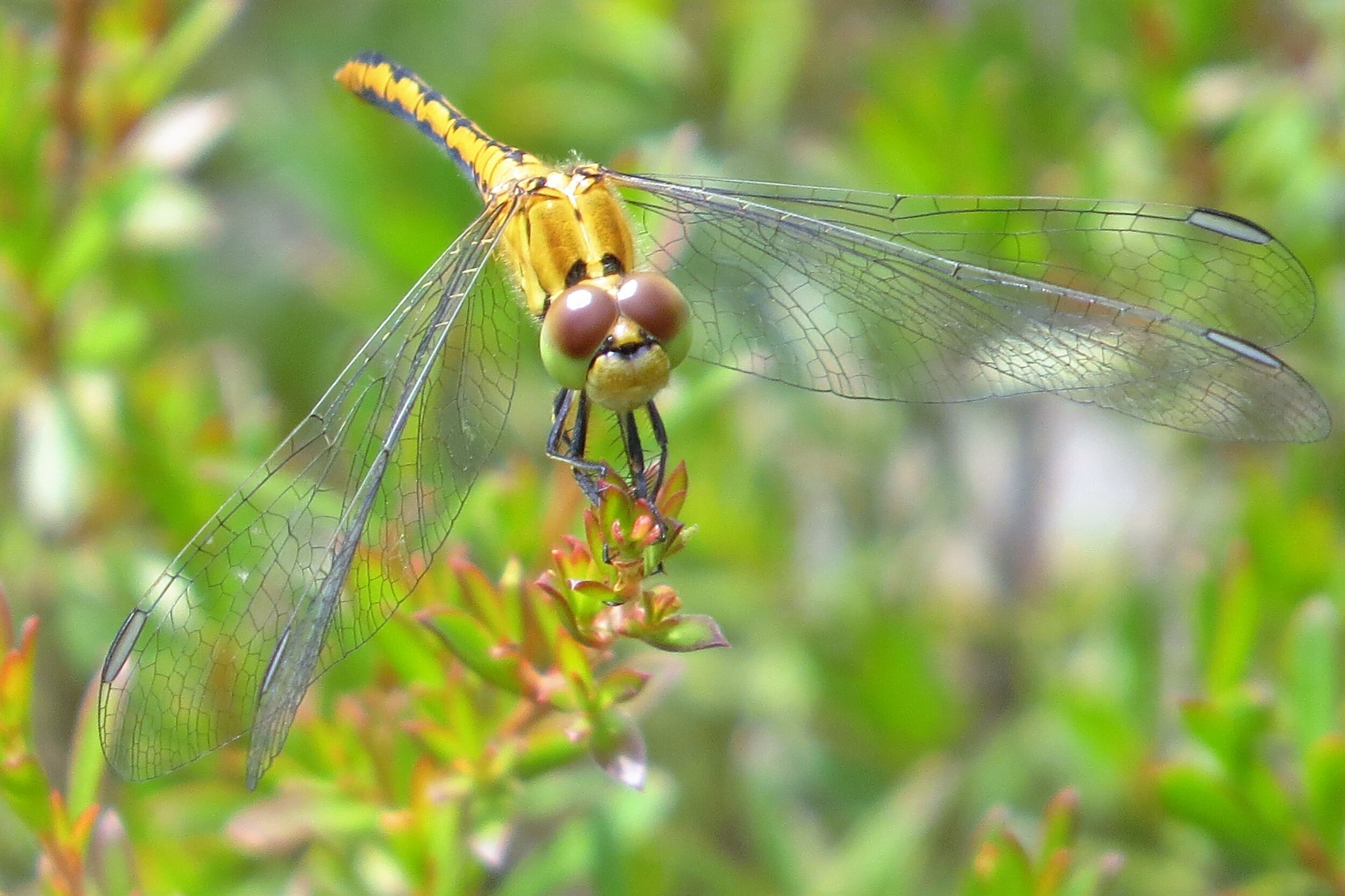 Black Dragonfly Identification