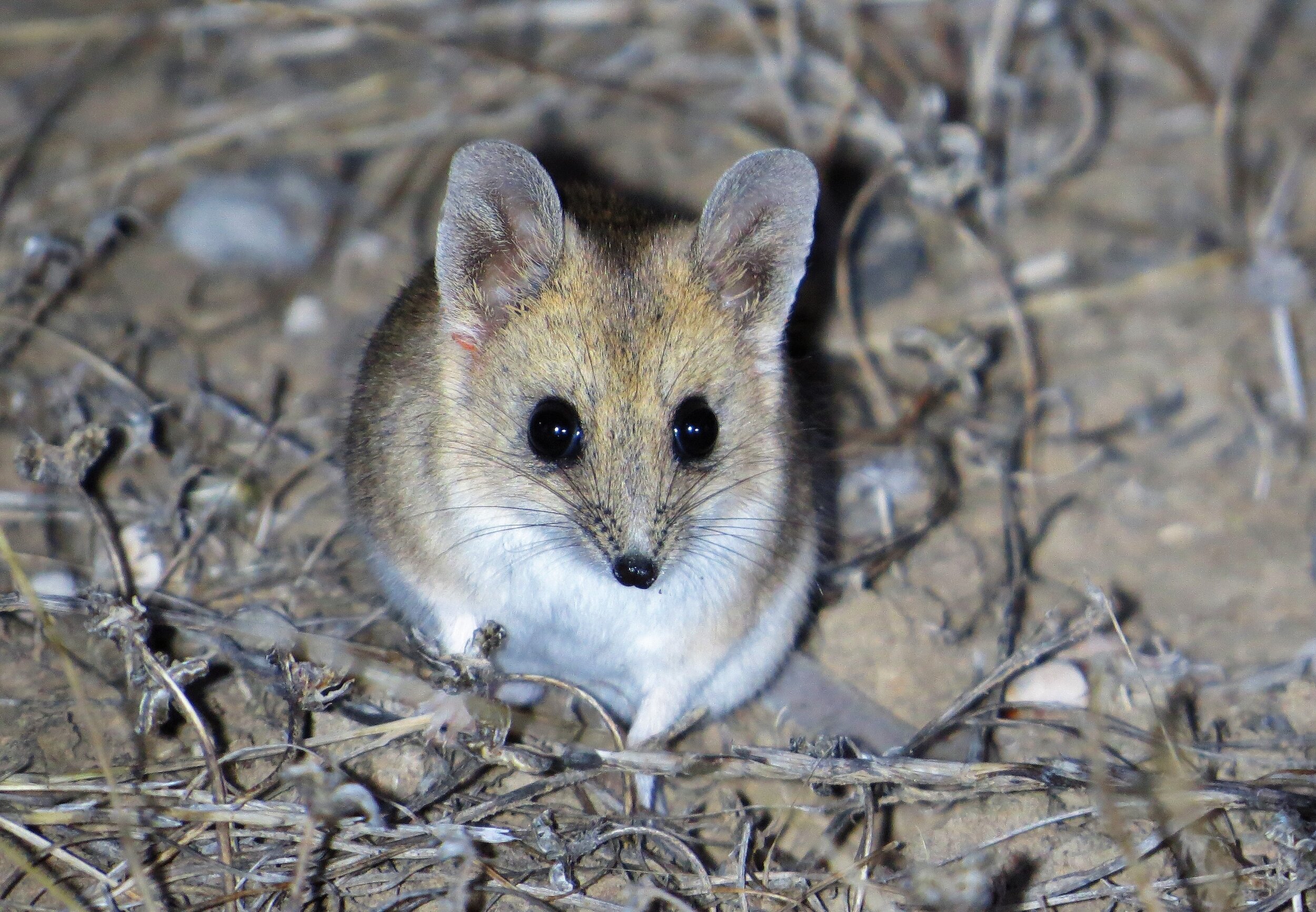 Mammals — Birding Victoria