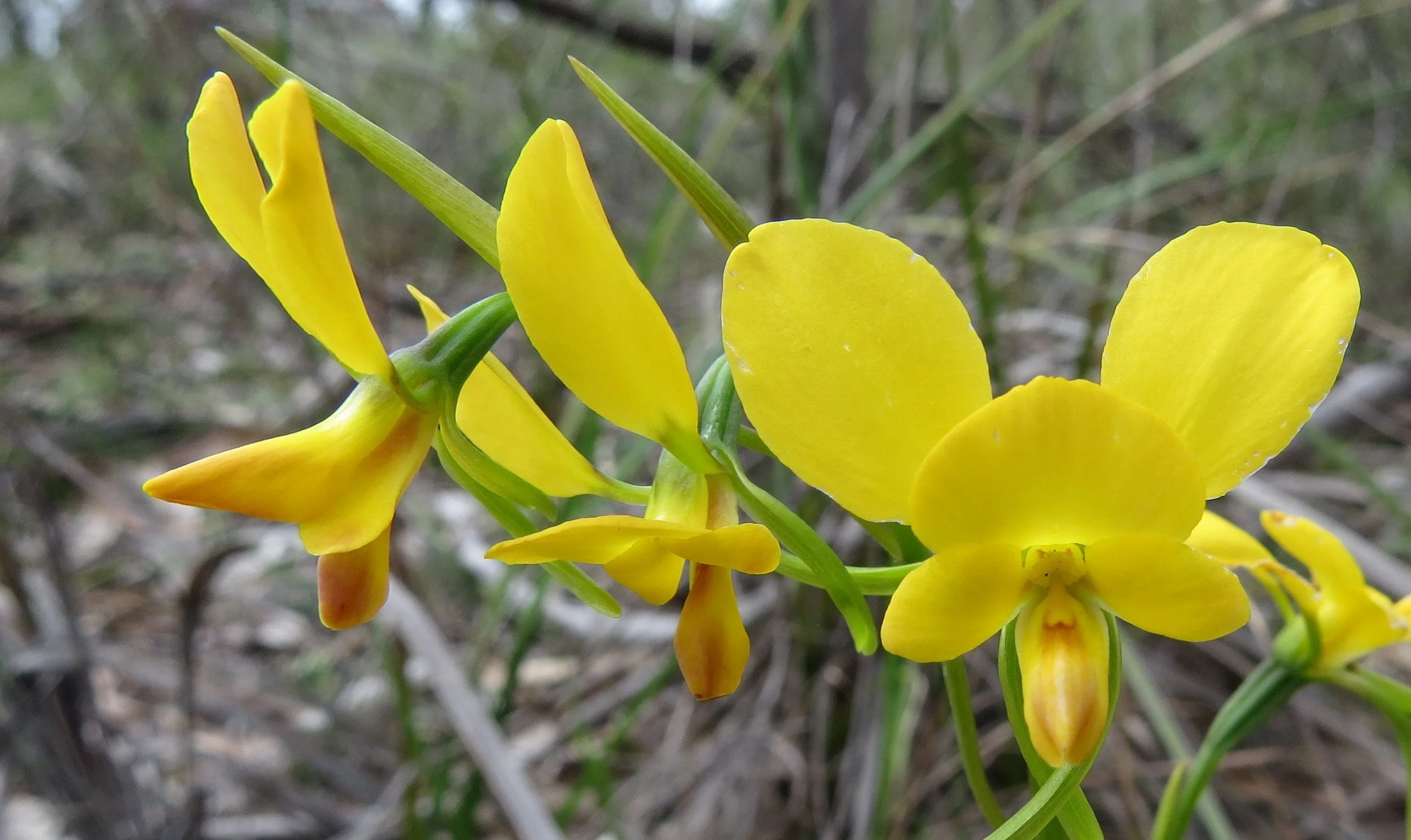 Orchids — Birding Victoria
