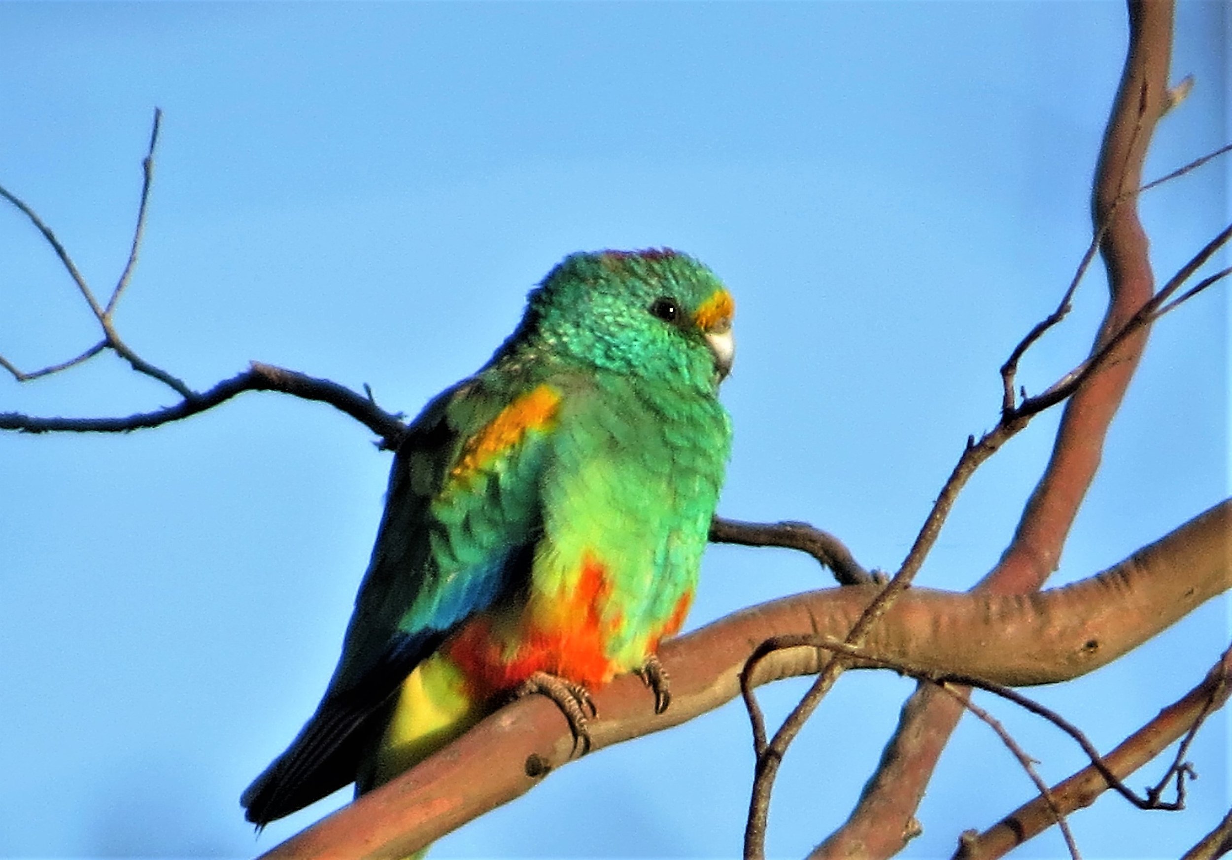 Mallee Birding and Wildlife Tour — Birding Victoria