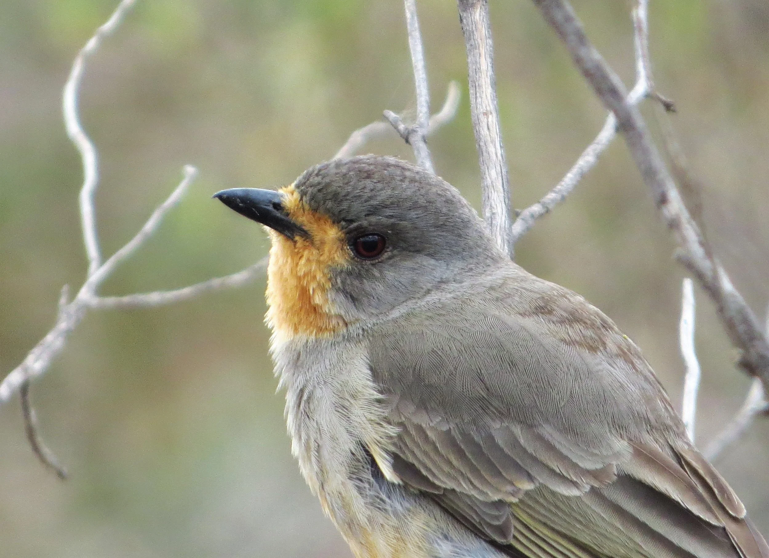 Mallee Birding and Wildlife Tour — Birding Victoria
