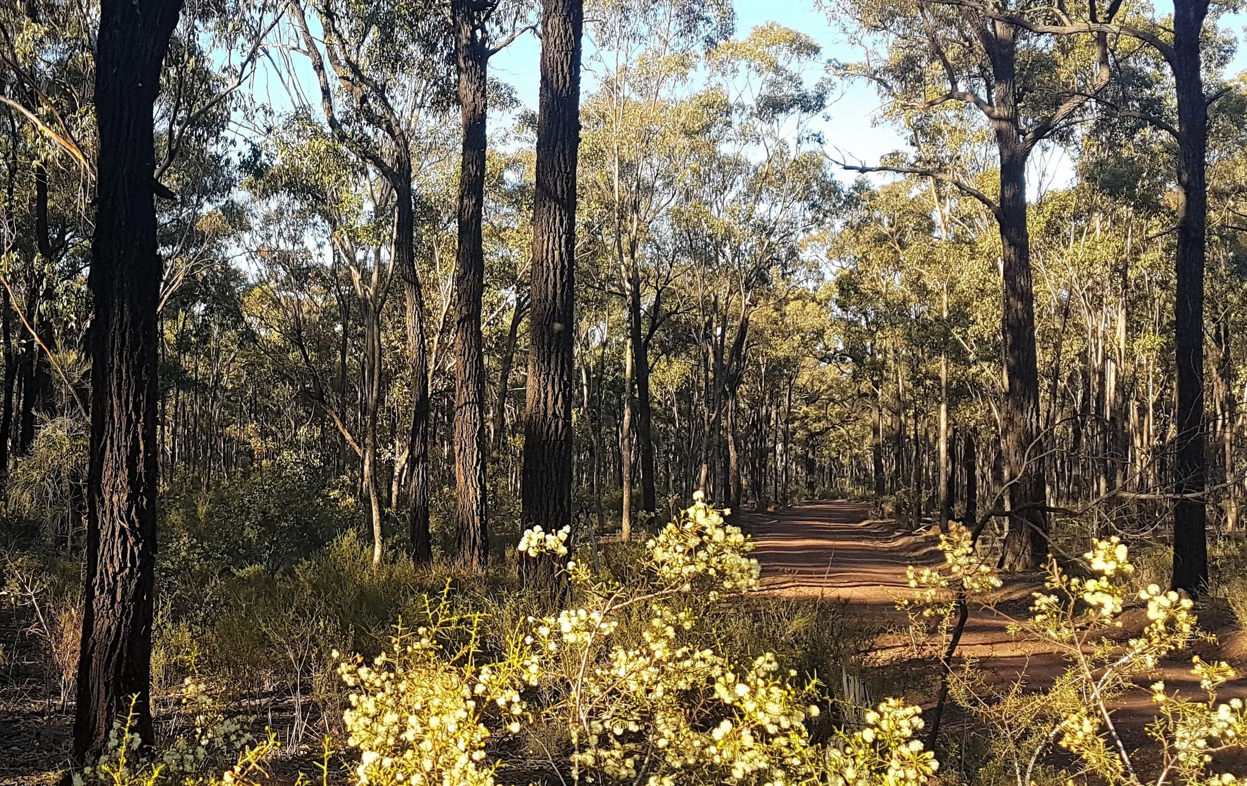 Mallee Birding and Wildlife Tour — Birding Victoria