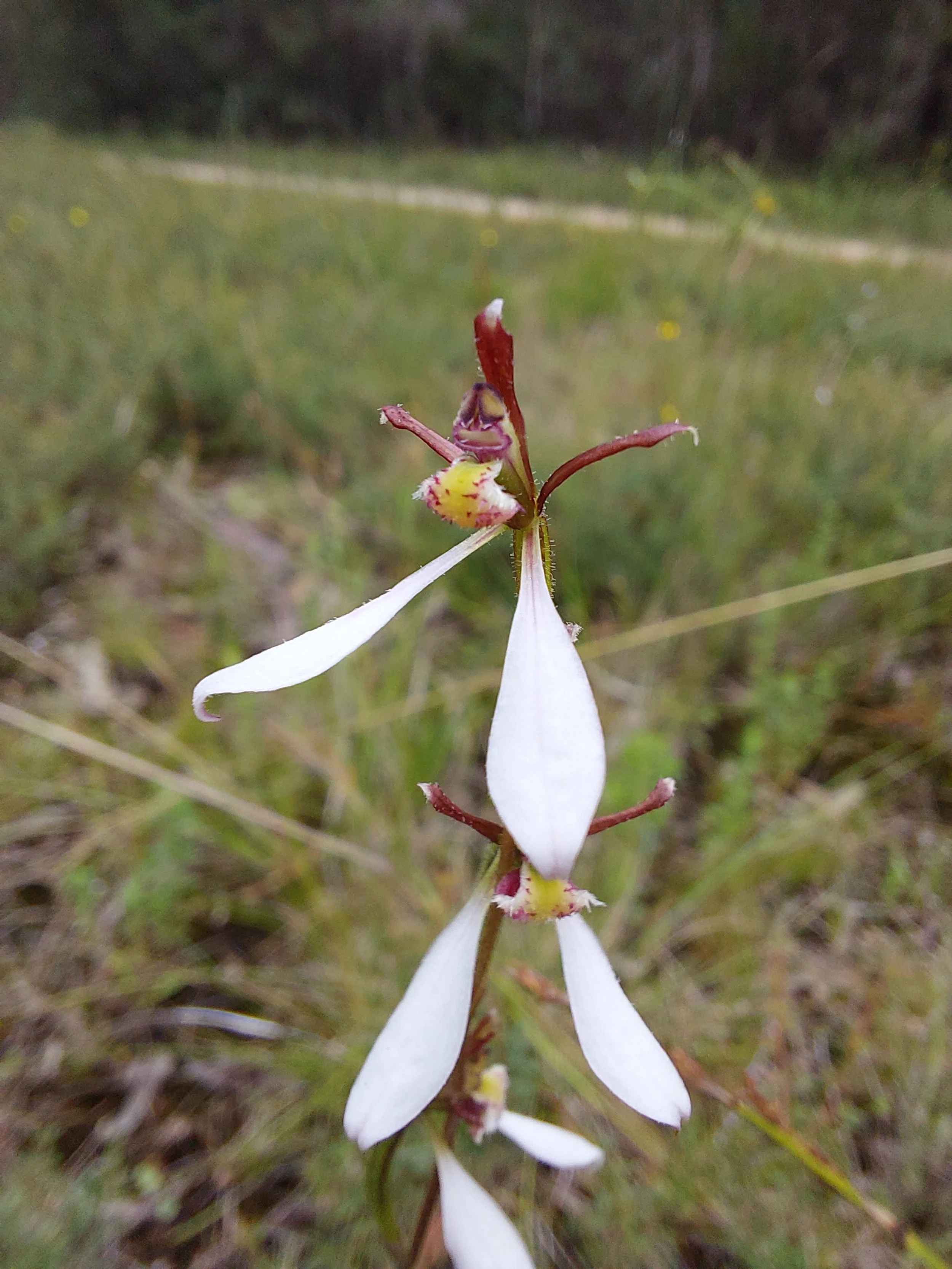 Orchids — Birding Victoria