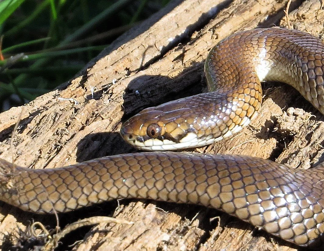 Plains-wanderer tours — Birding Victoria