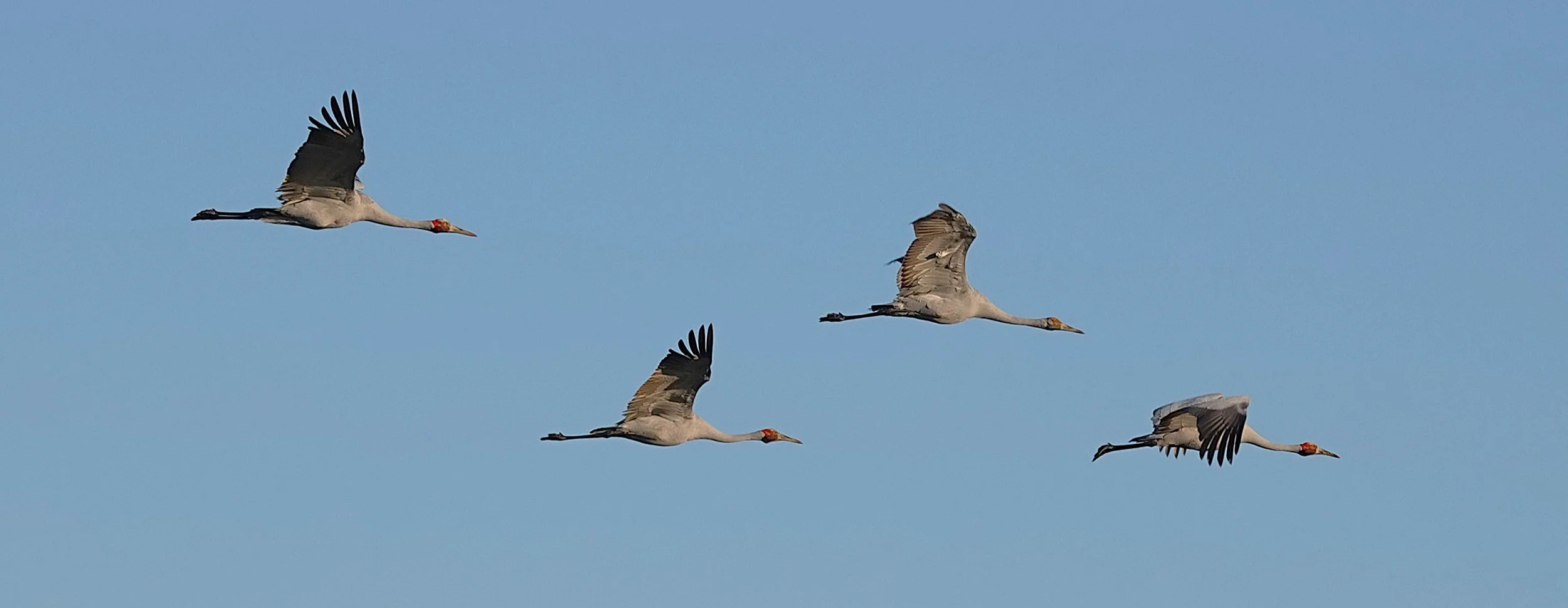 TOUR OPTIONS — Birding Victoria