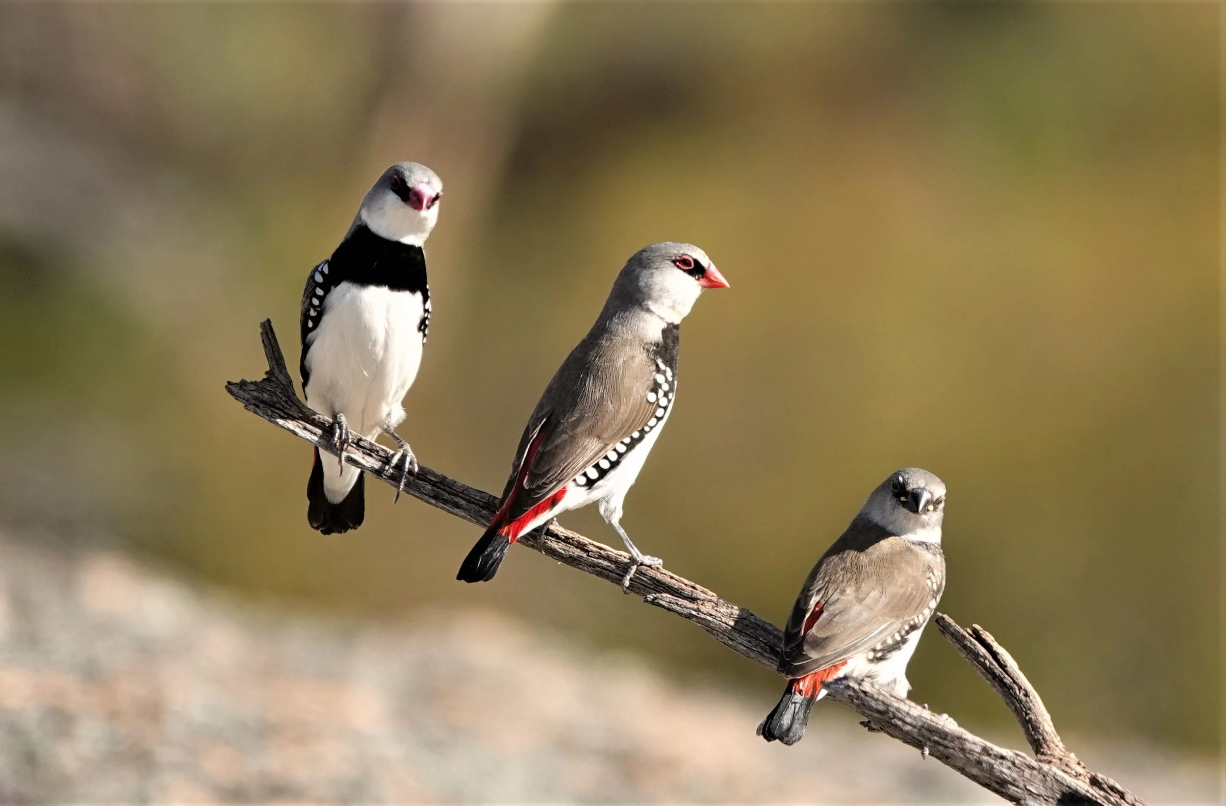Northern Victoria Highlights Tour - 3 Days — Birding Victoria
