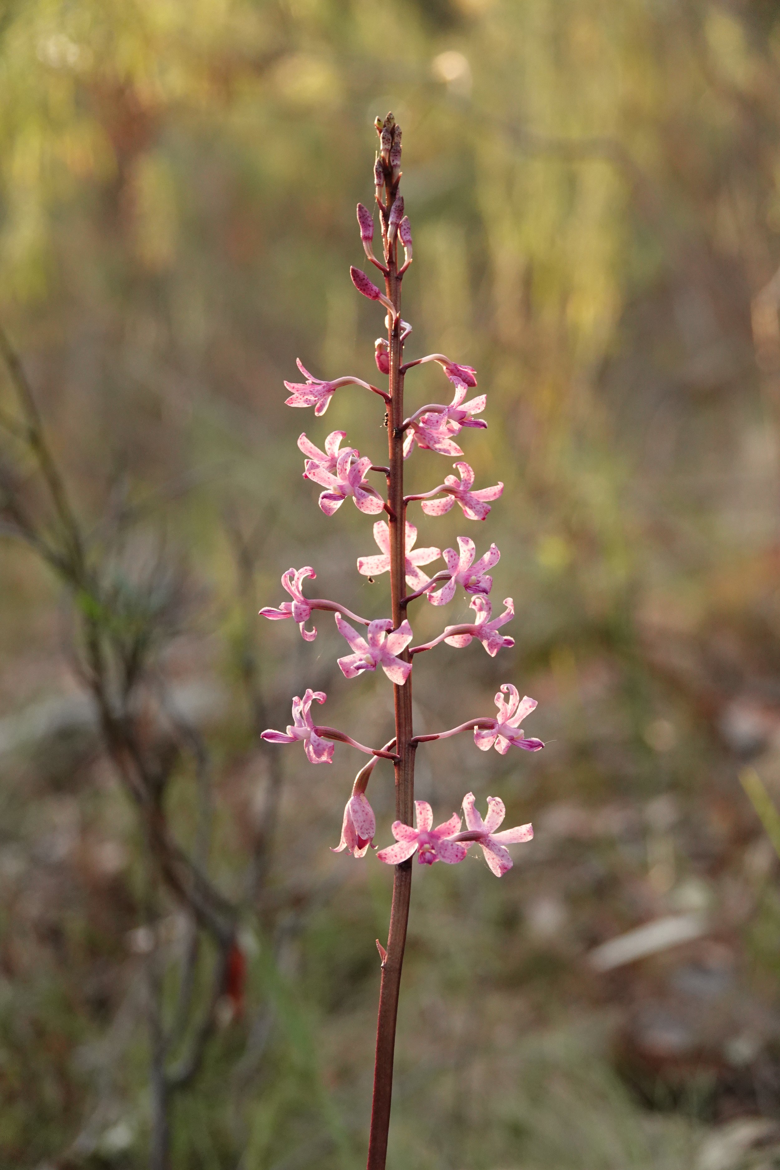 Orchids — Birding Victoria