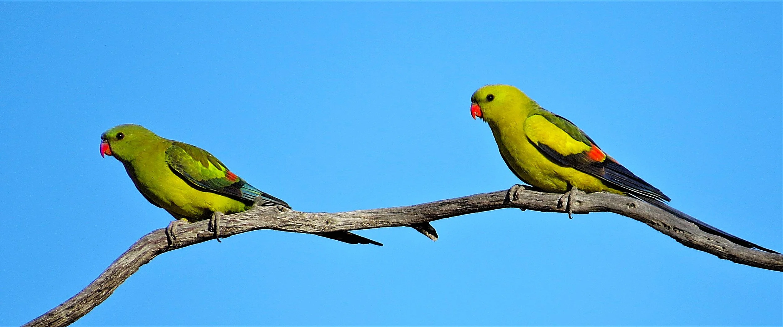 GROUP TOURS ON SET DATES — Birding Victoria