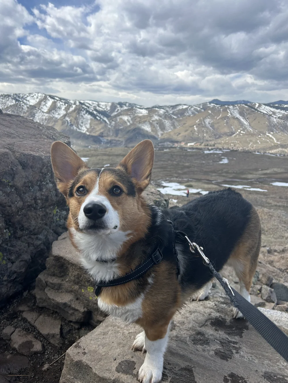 Meet the Corgis — The Denver Mini Derby