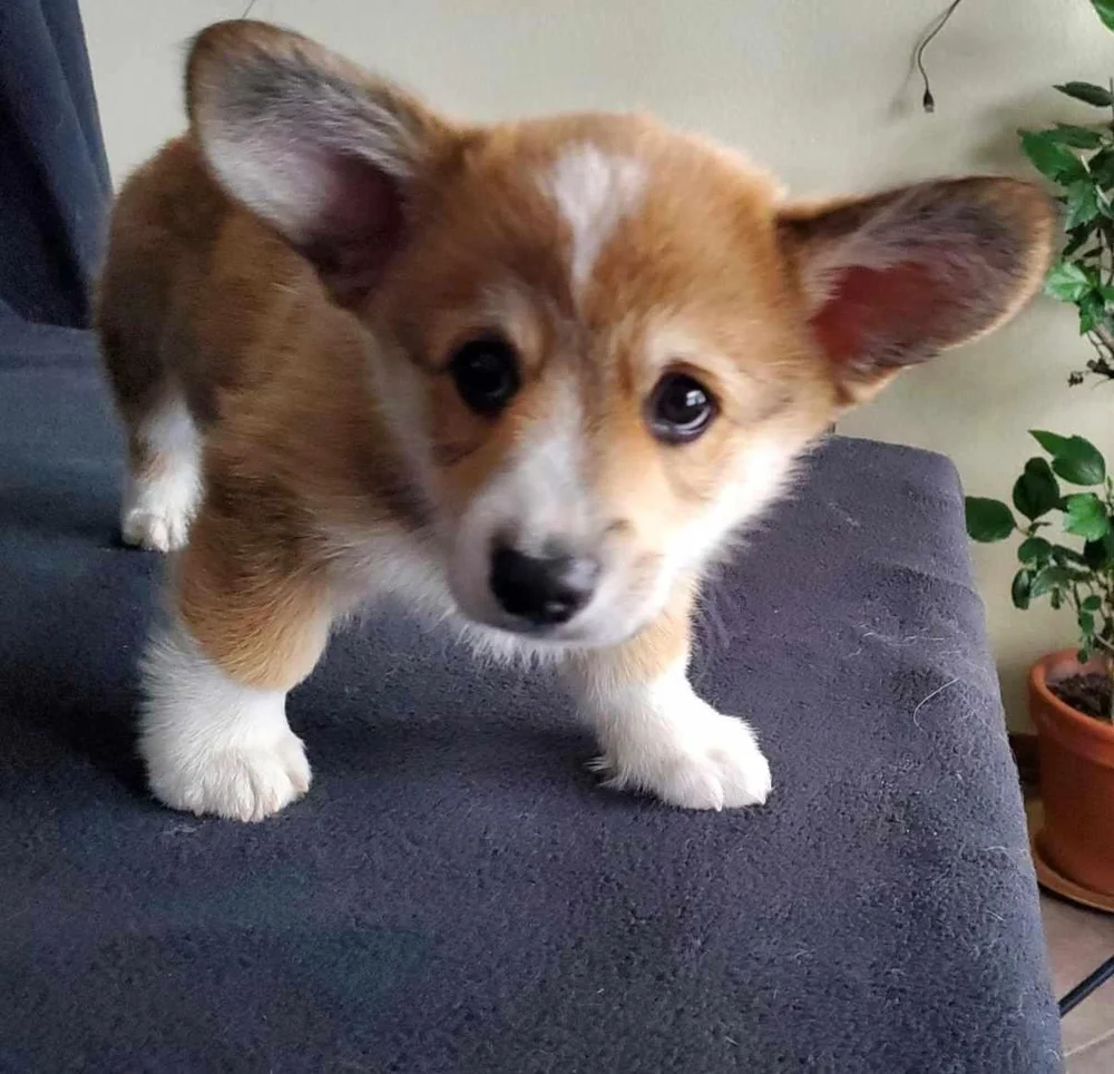 Meet the Corgis — The Denver Mini Derby