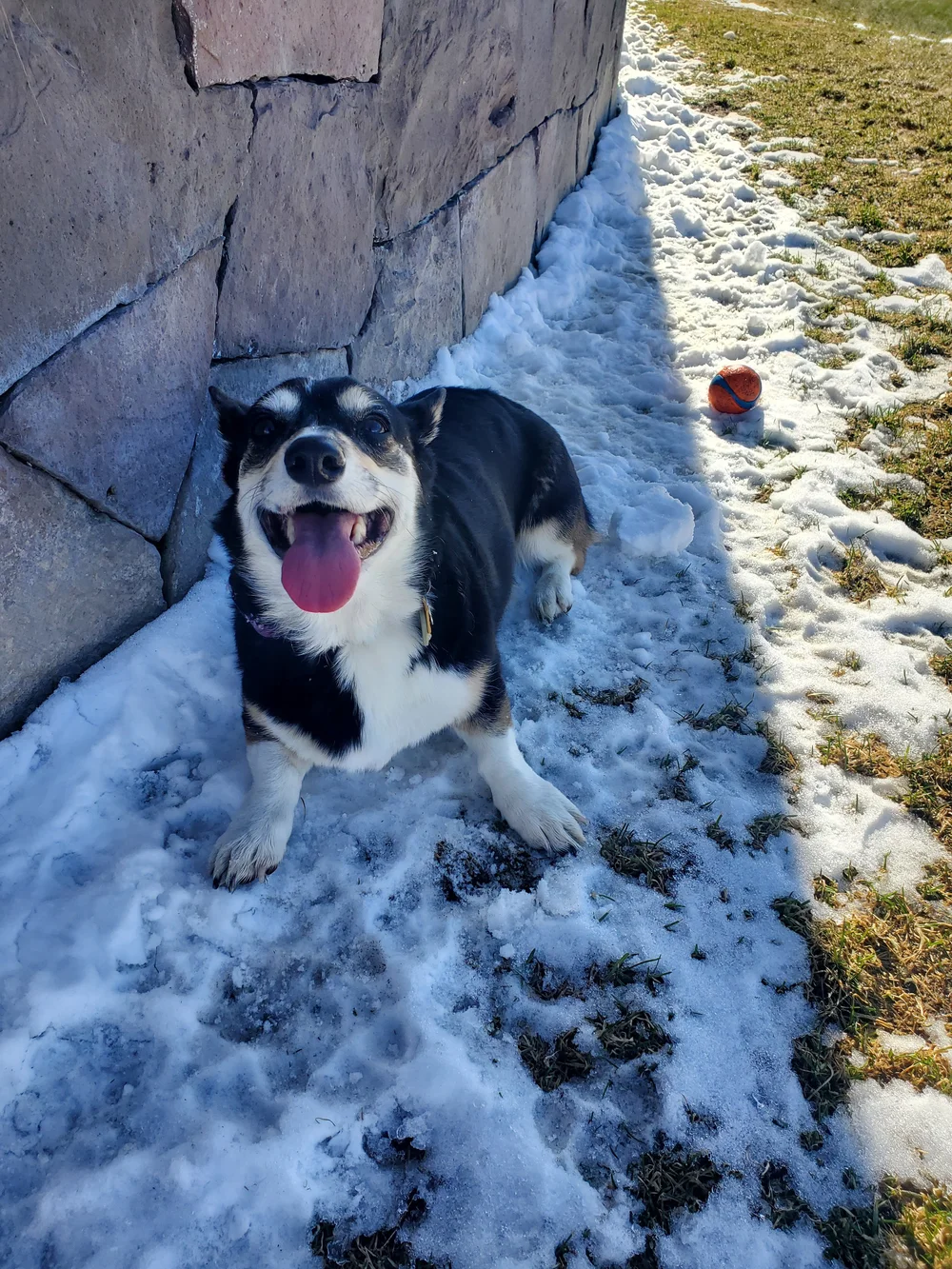 Meet the Corgis — The Denver Mini Derby