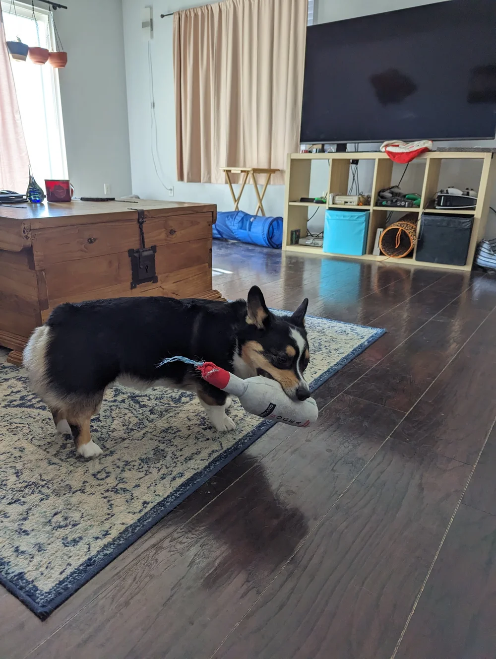 Meet the Corgis — The Denver Mini Derby