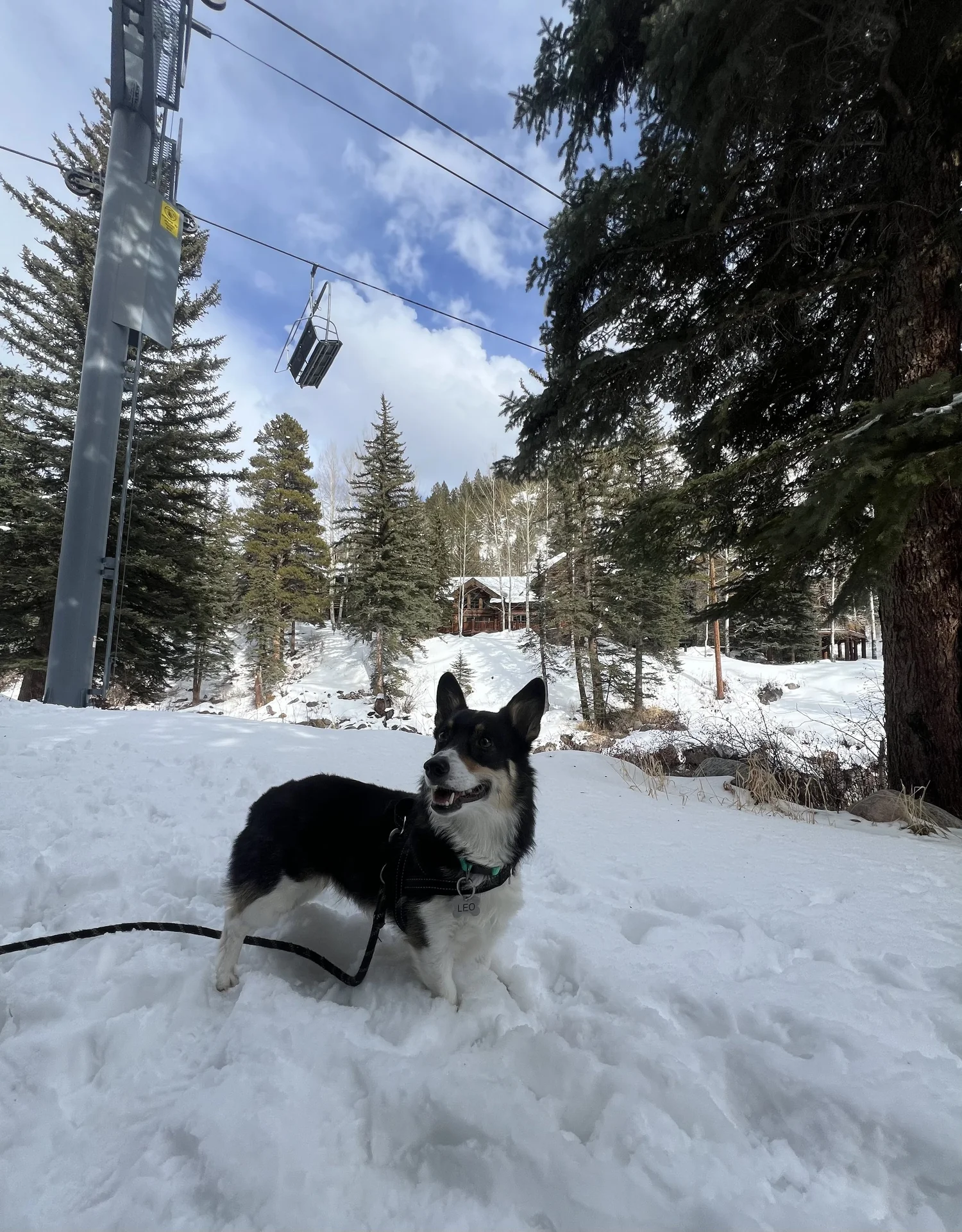 Meet the Corgis — The Denver Mini Derby