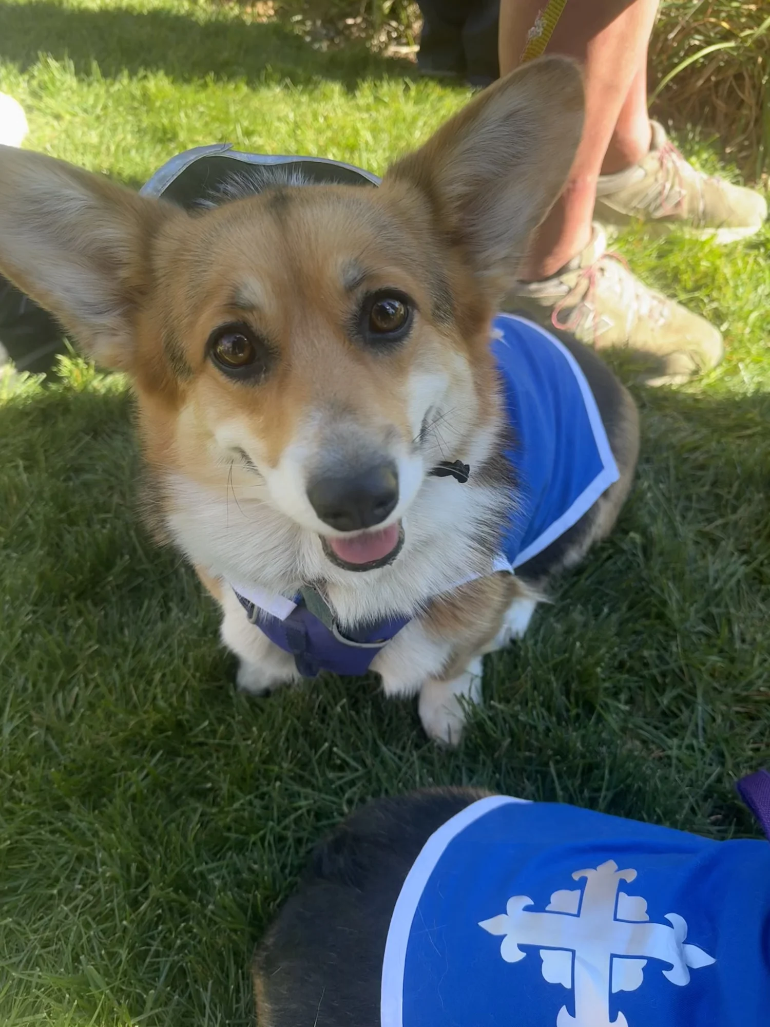 Meet the Corgis — The Denver Mini Derby