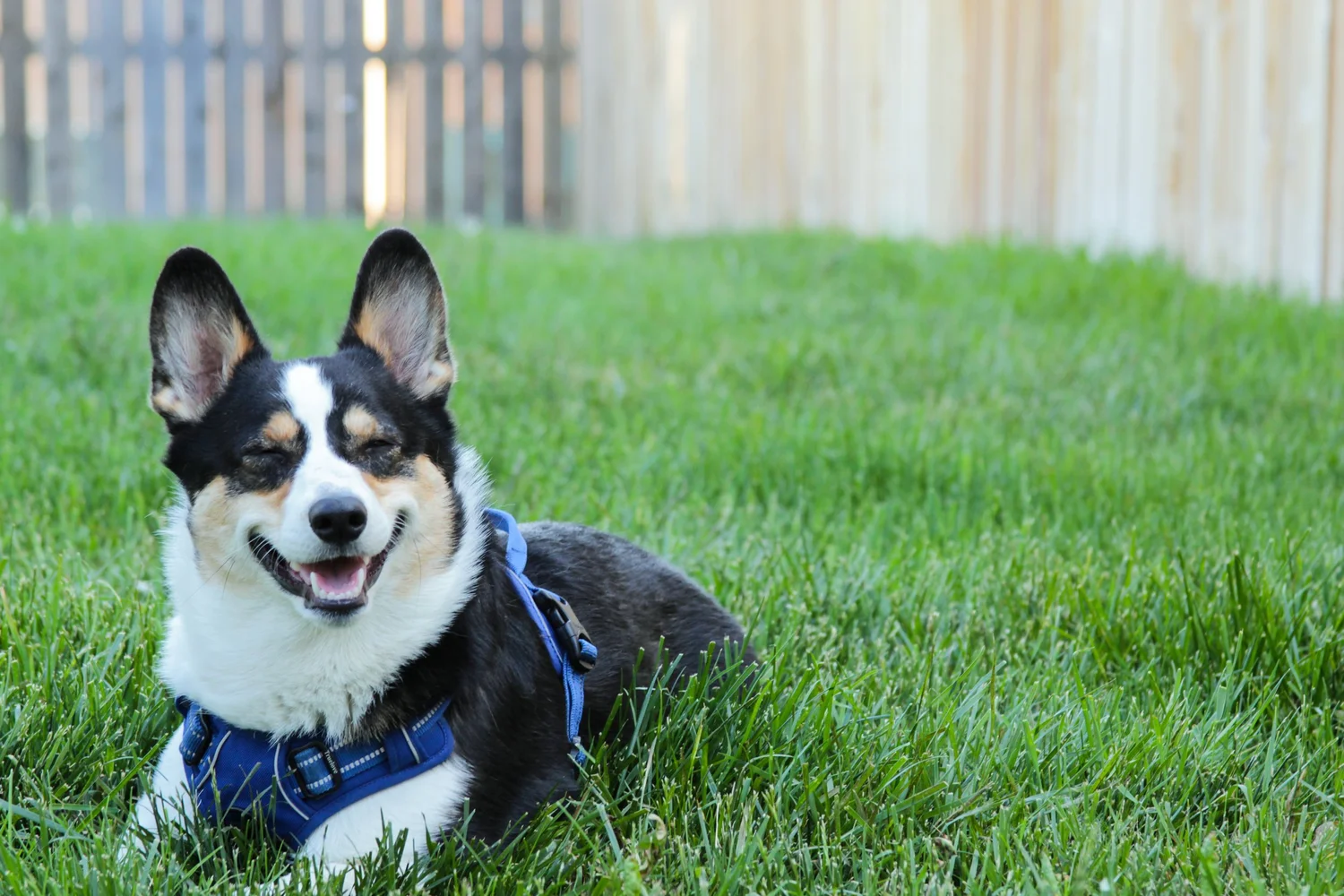 Meet the Corgis — The Denver Mini Derby