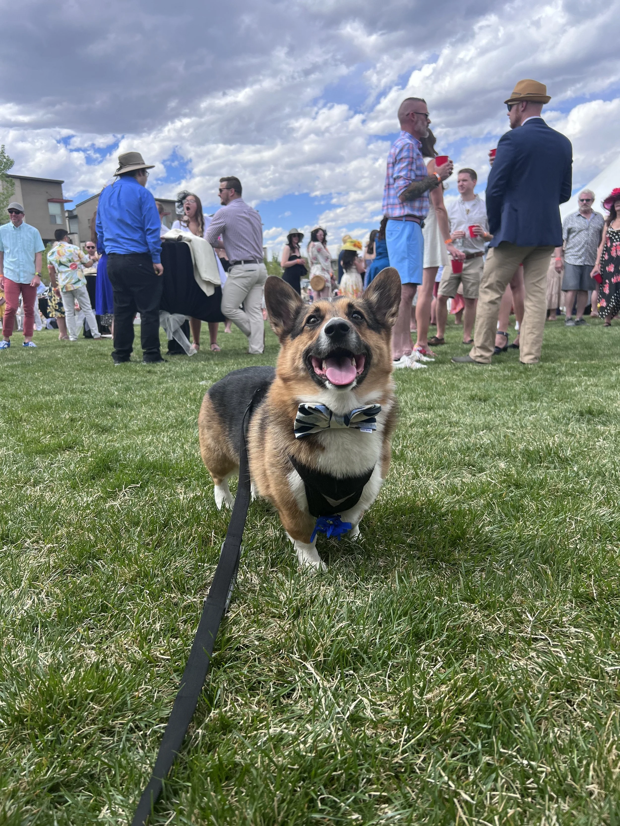 Meet the Corgis — The Denver Mini Derby