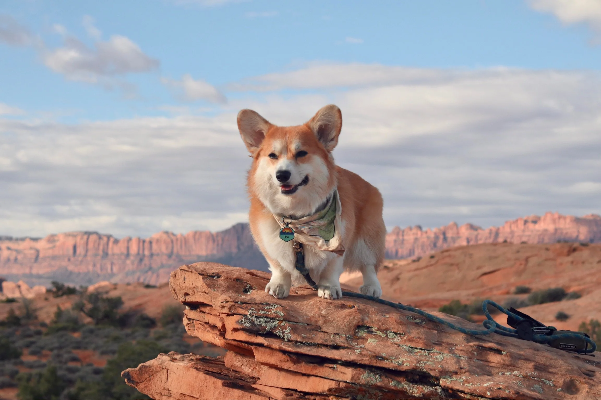 Meet the Corgis — The Denver Mini Derby