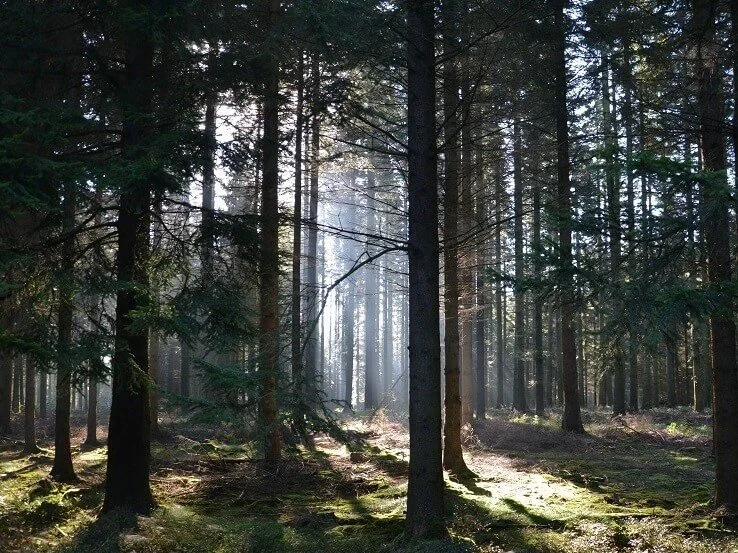 Belgian woods — ATELIER 365