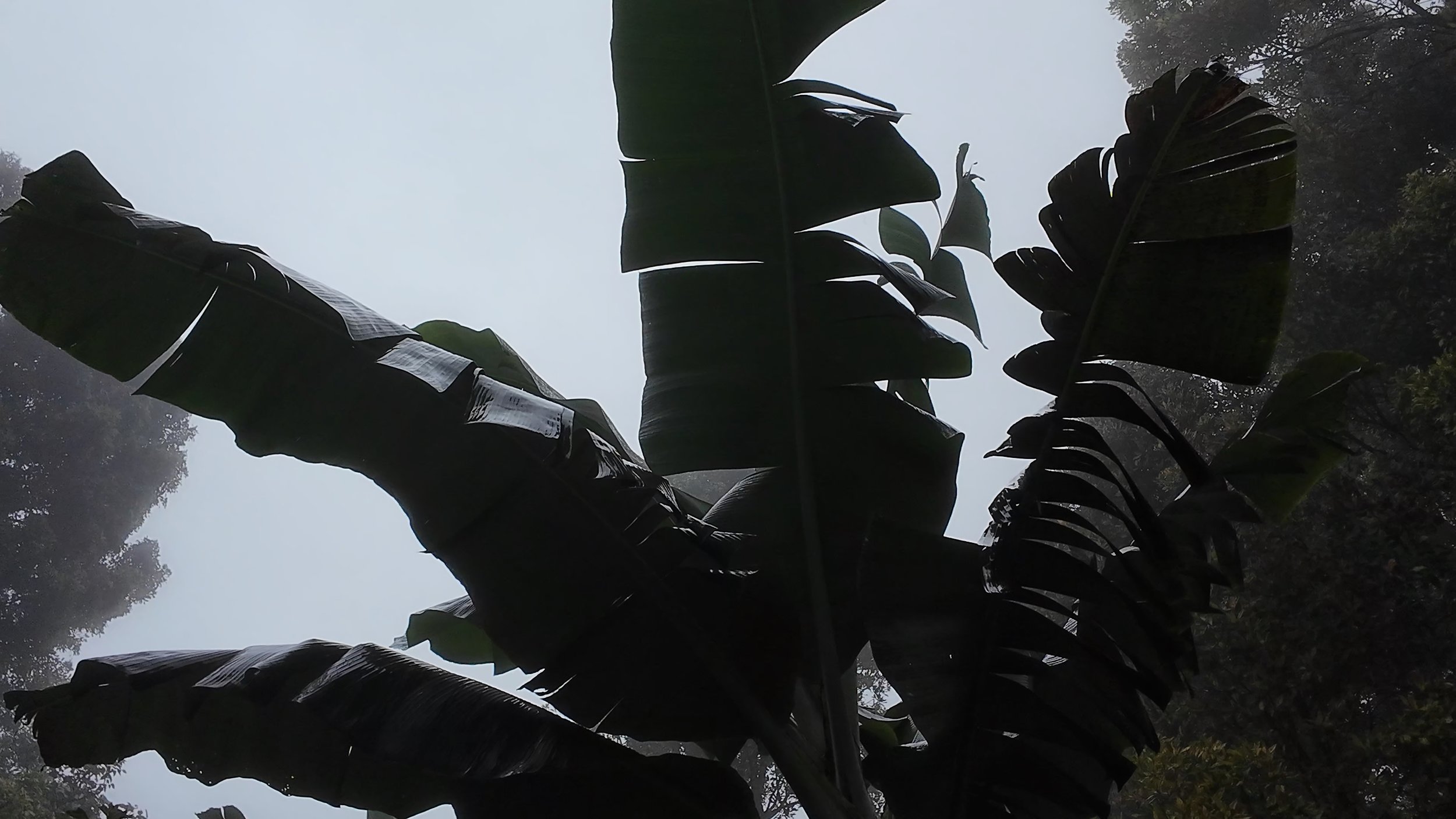 No One's Game — WA LIU