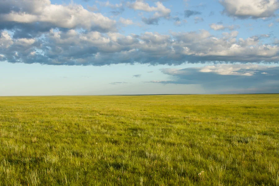 Overview — Montana Bird Advocacy