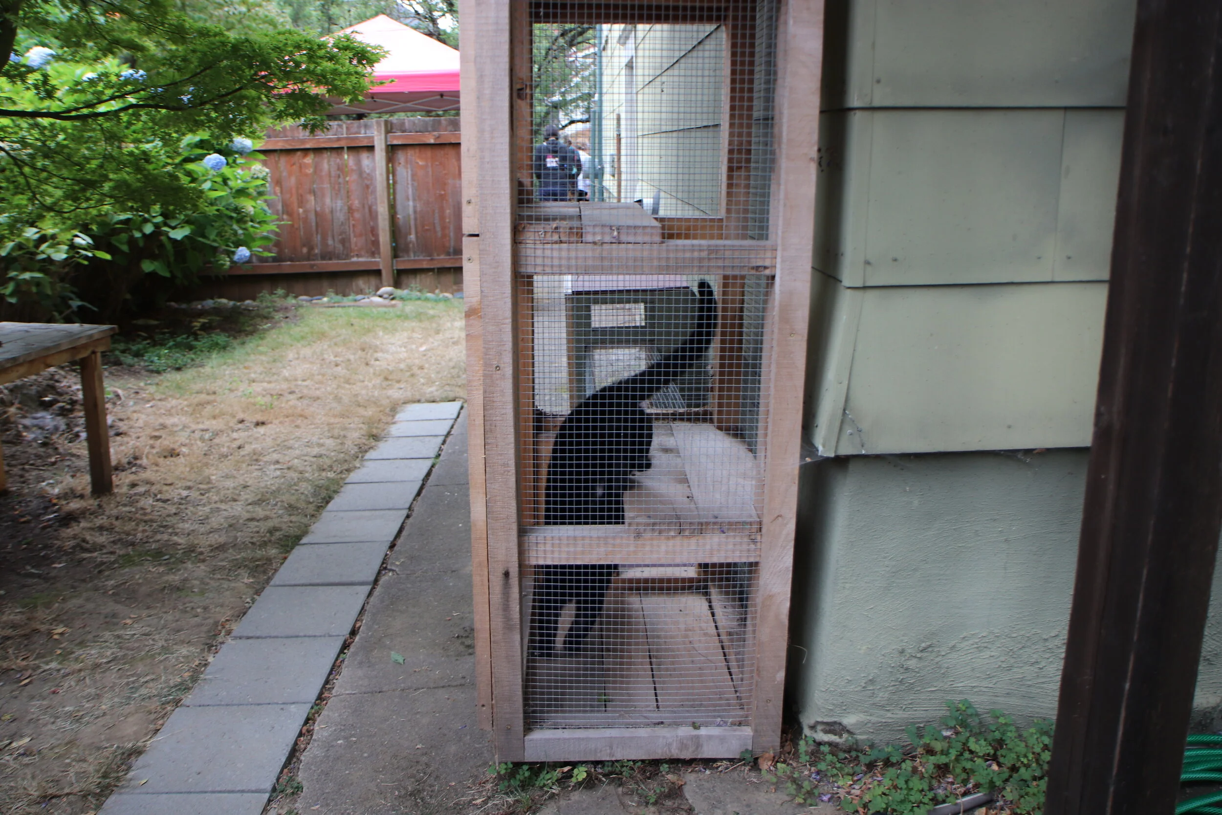 Outdoor Cat Enclosure Kits - Cat enclosure