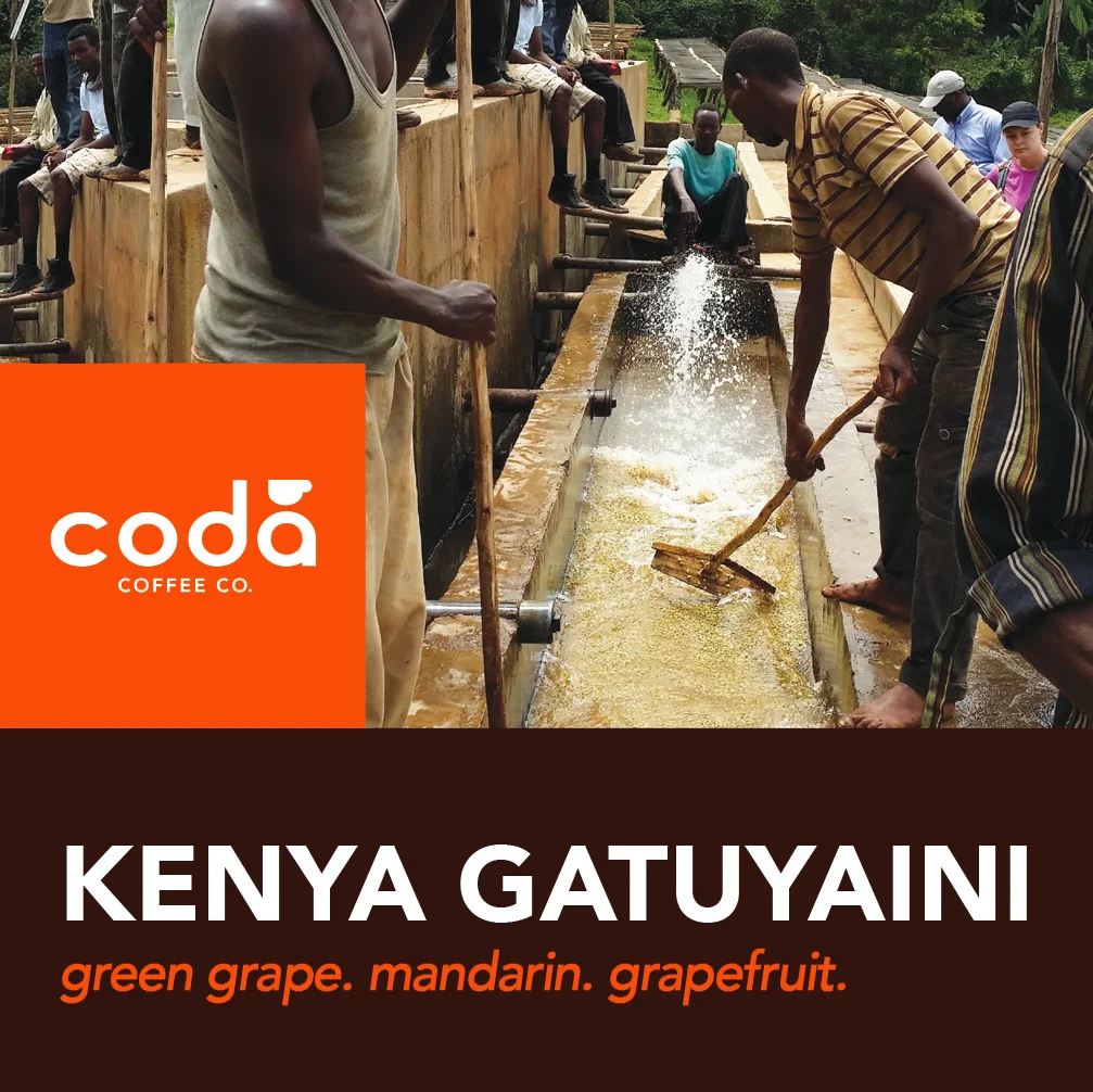 Kenya Gatuyaini — Coda Coffee Company