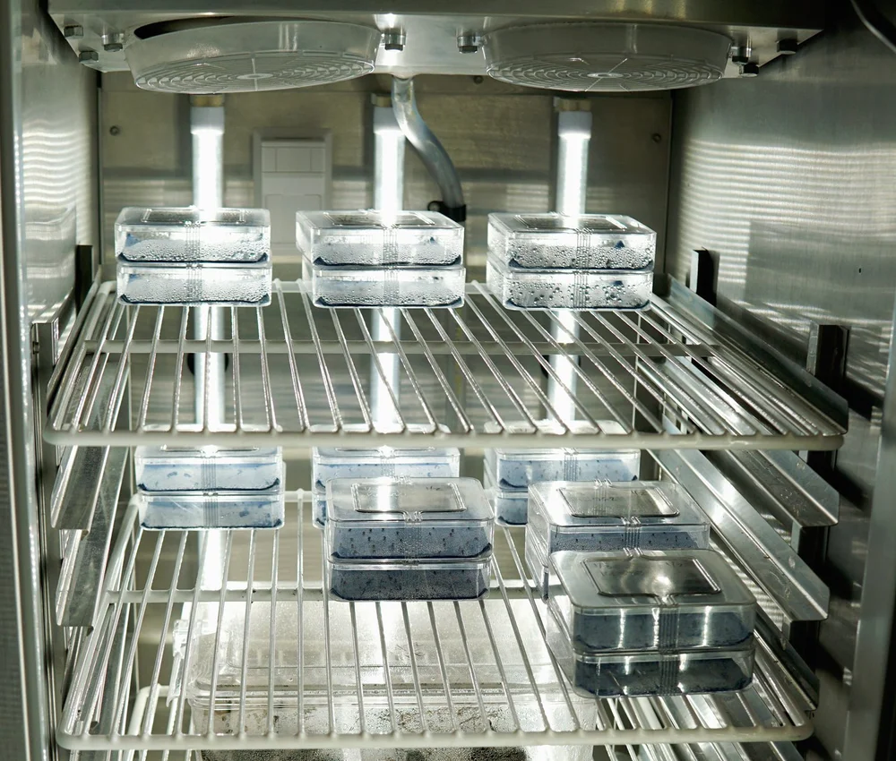 Behind the Scenes of our Seed Filling Department — Territorial Seed ...