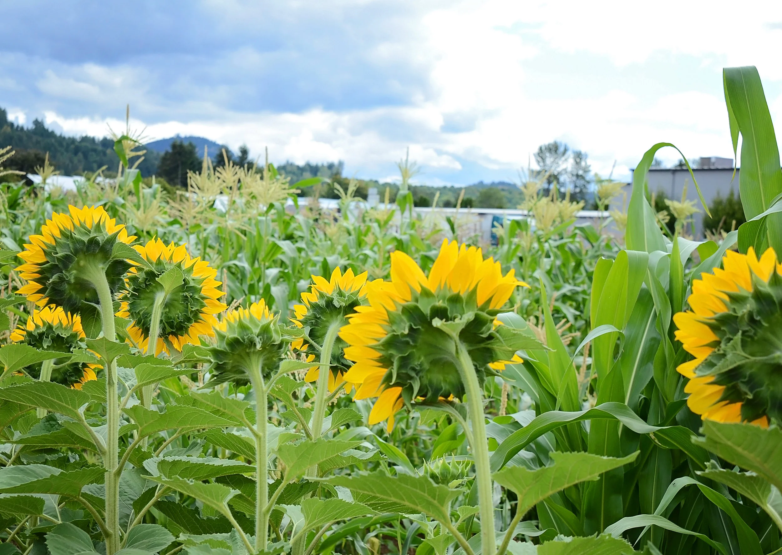 Top 5 Cover Crops for Your Garden — Territorial Seed Company Blog