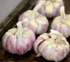 The Grandeur of Garlic — Territorial Seed Company Blog