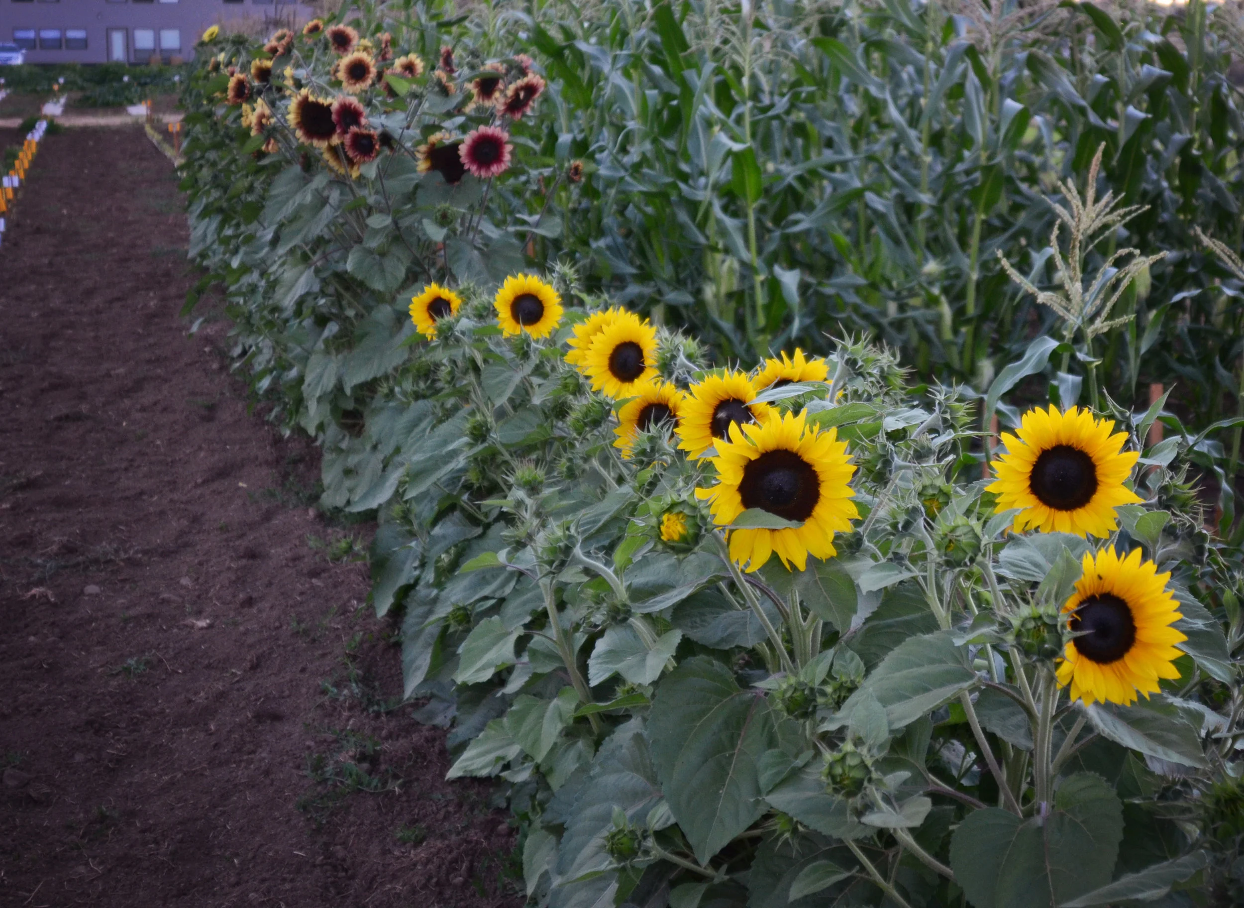Flower Trial Evaluation—The Trial Ground’s Beauty Pageant — Territorial ...