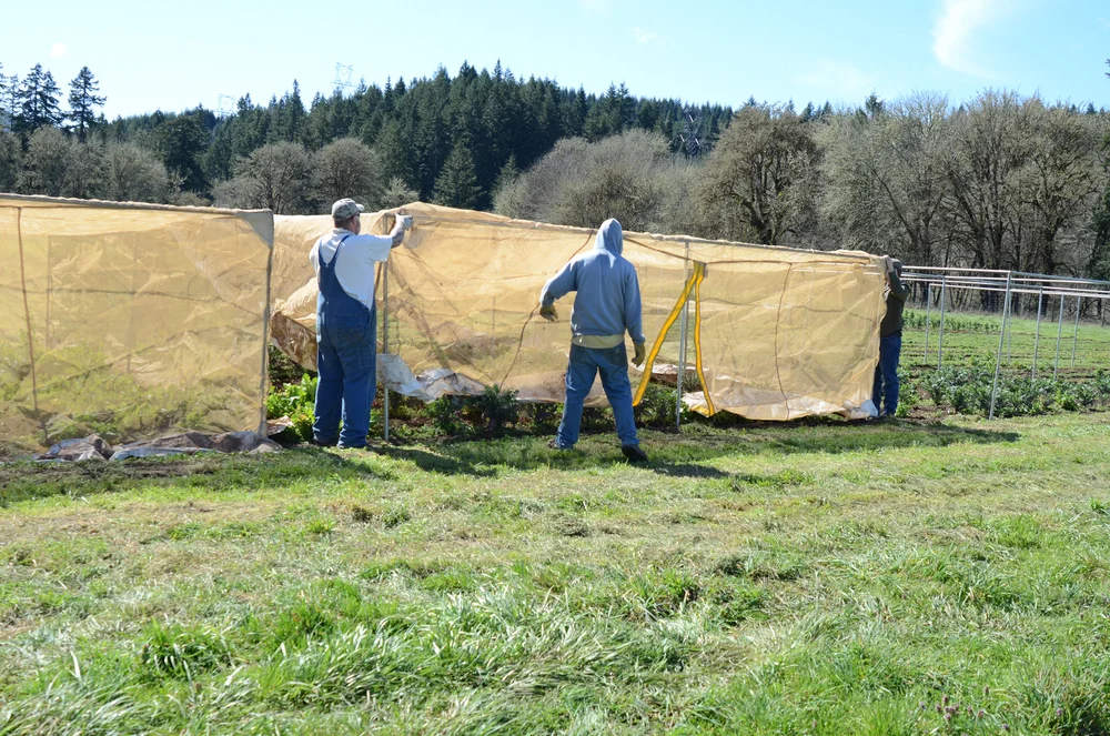 Isolation Cages: For the purity of seed — Territorial Seed Company Blog