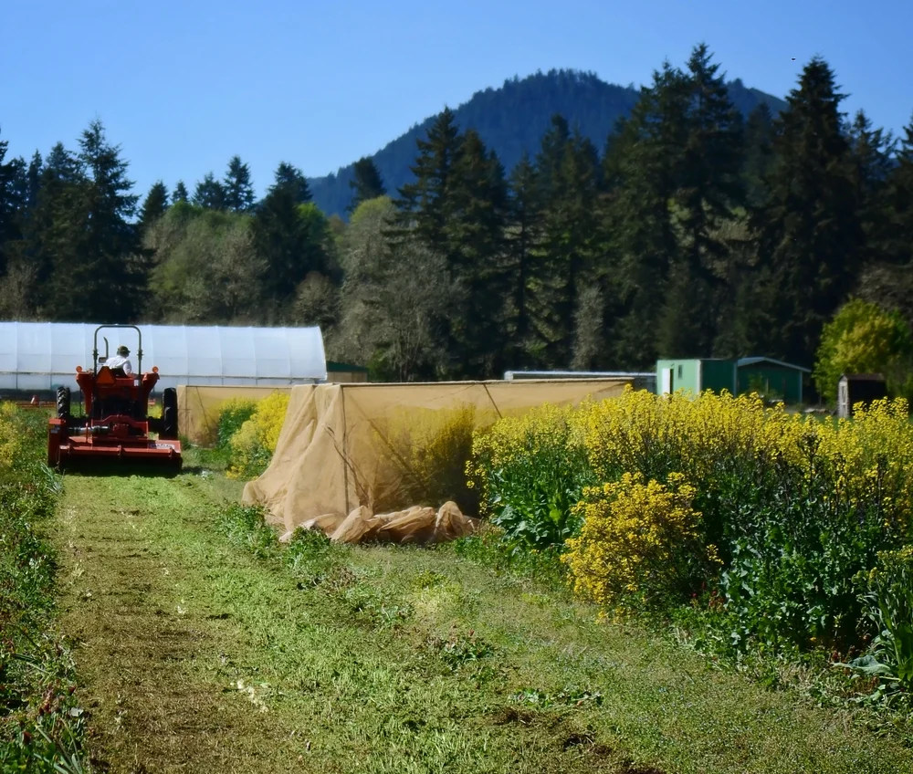 Isolation Cages: For the purity of seed — Territorial Seed Company Blog