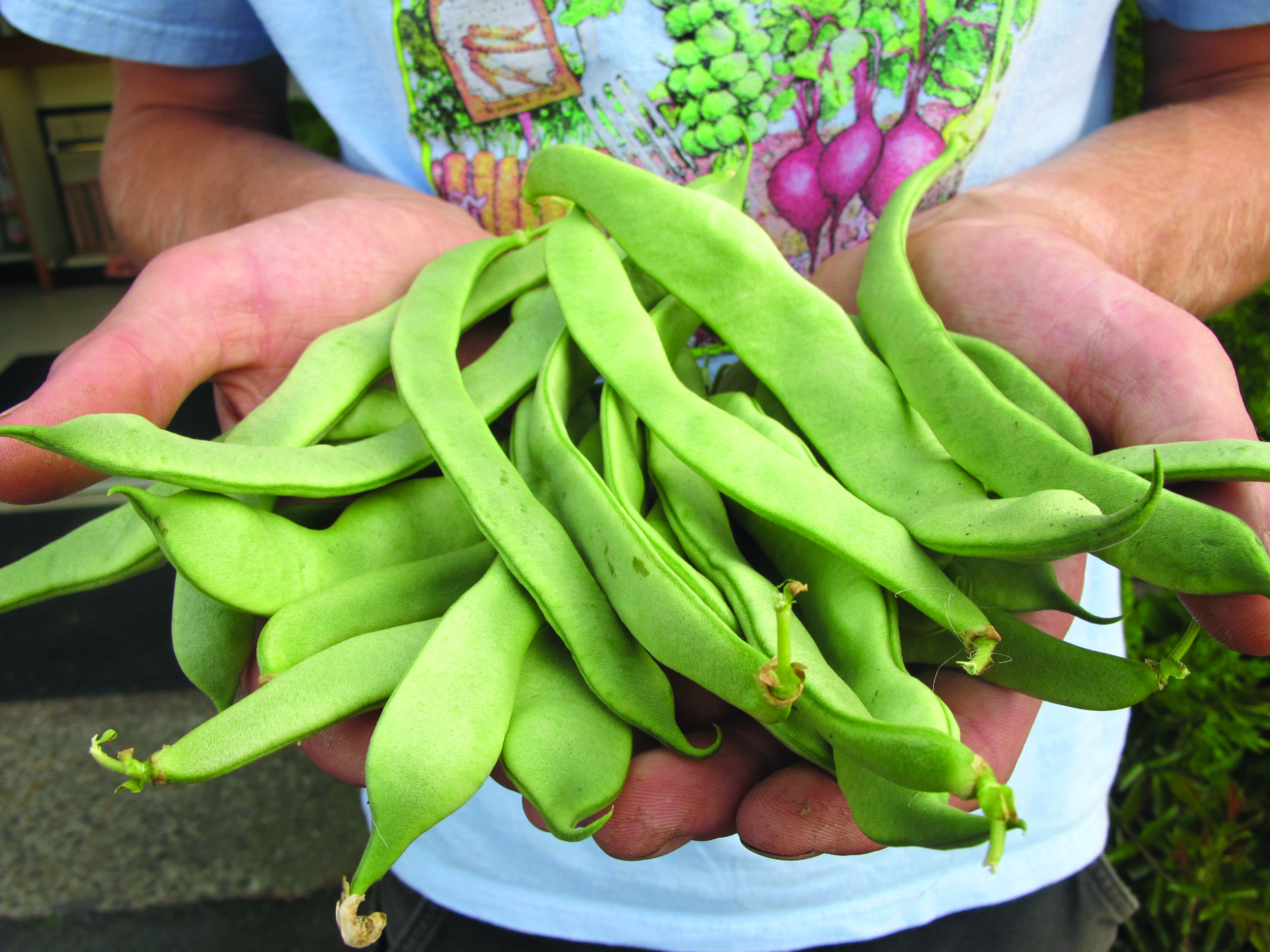 Open-pollinated vs. Hybrid vs. Heirloom: Plant 'em all! — Territorial ...