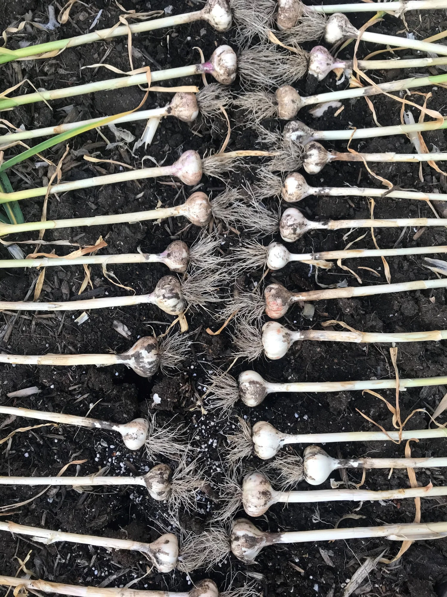 Grow Your Own Garlic: The Multifaceted Culinary Delight! — Territorial ...