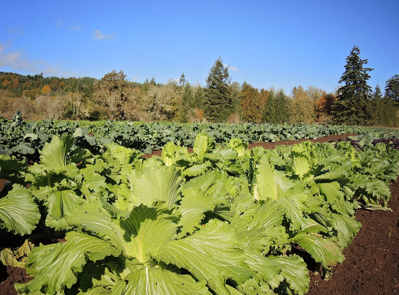 Fall and Winter Gardening Basics — Territorial Seed Company Blog