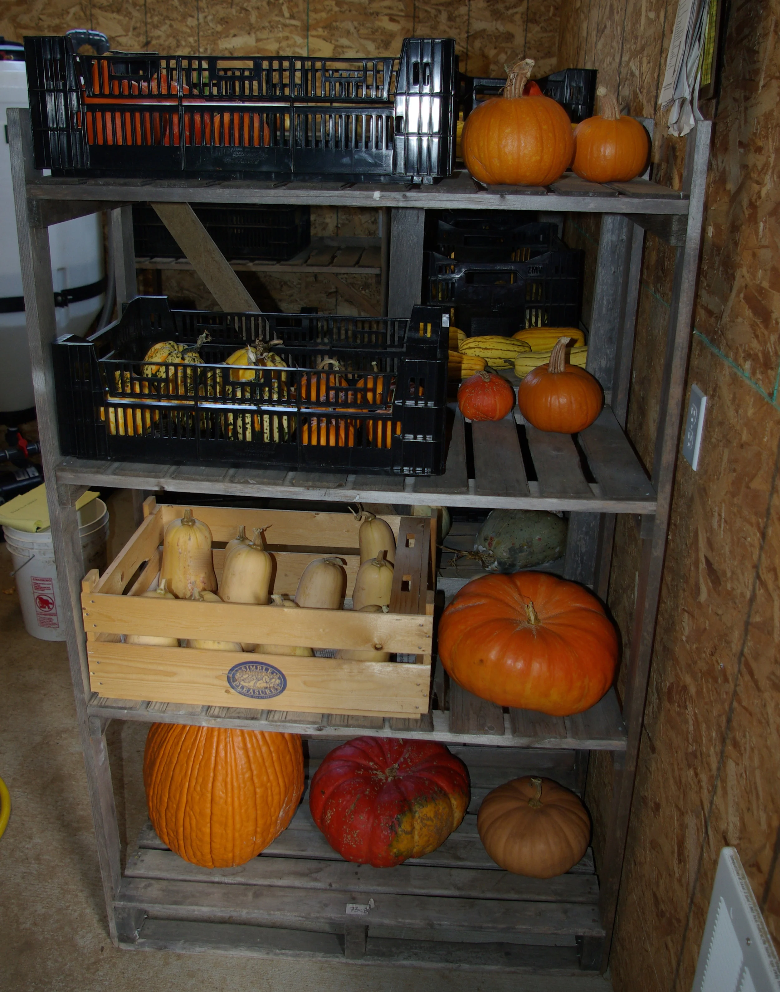 Picking Perfect Pumpkins (and Squash) — Territorial Seed Company Blog