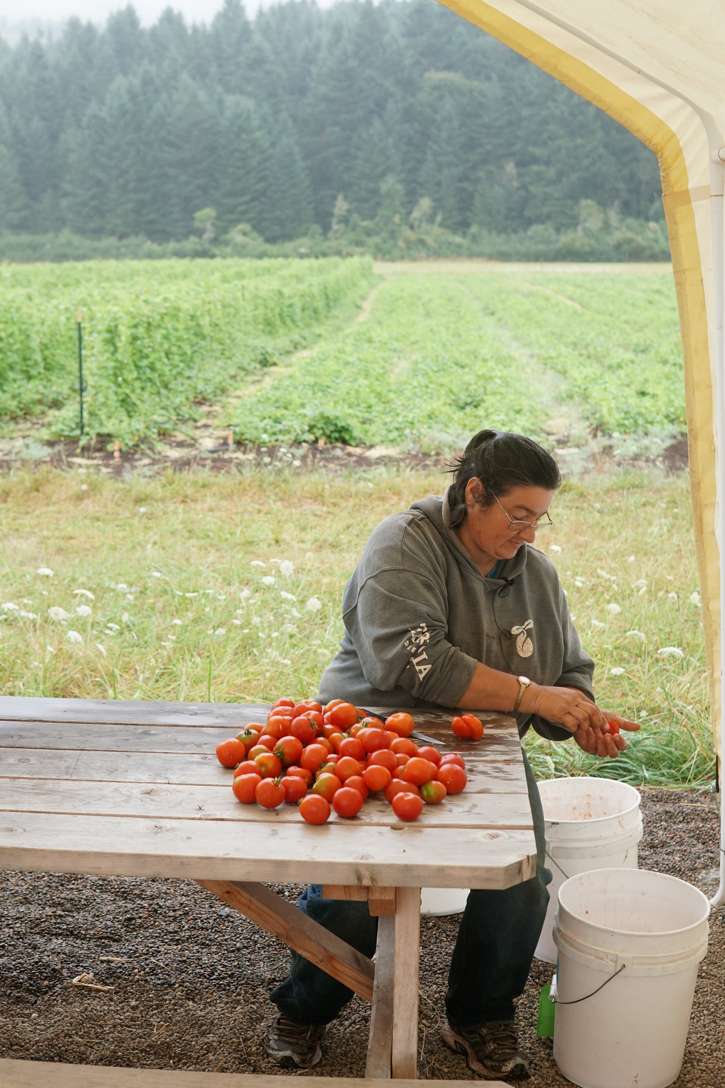 Quality Seed Starts with Quality Stock Seed — Territorial Seed Company Blog