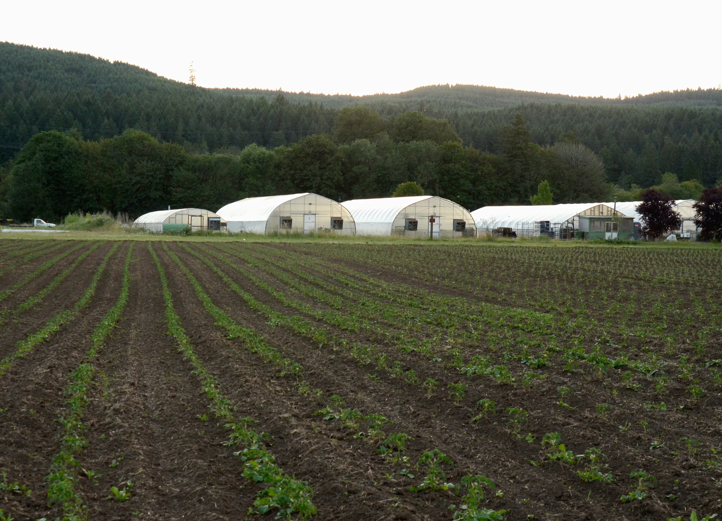 Quality Seed Starts with Quality Stock Seed — Territorial Seed Company Blog