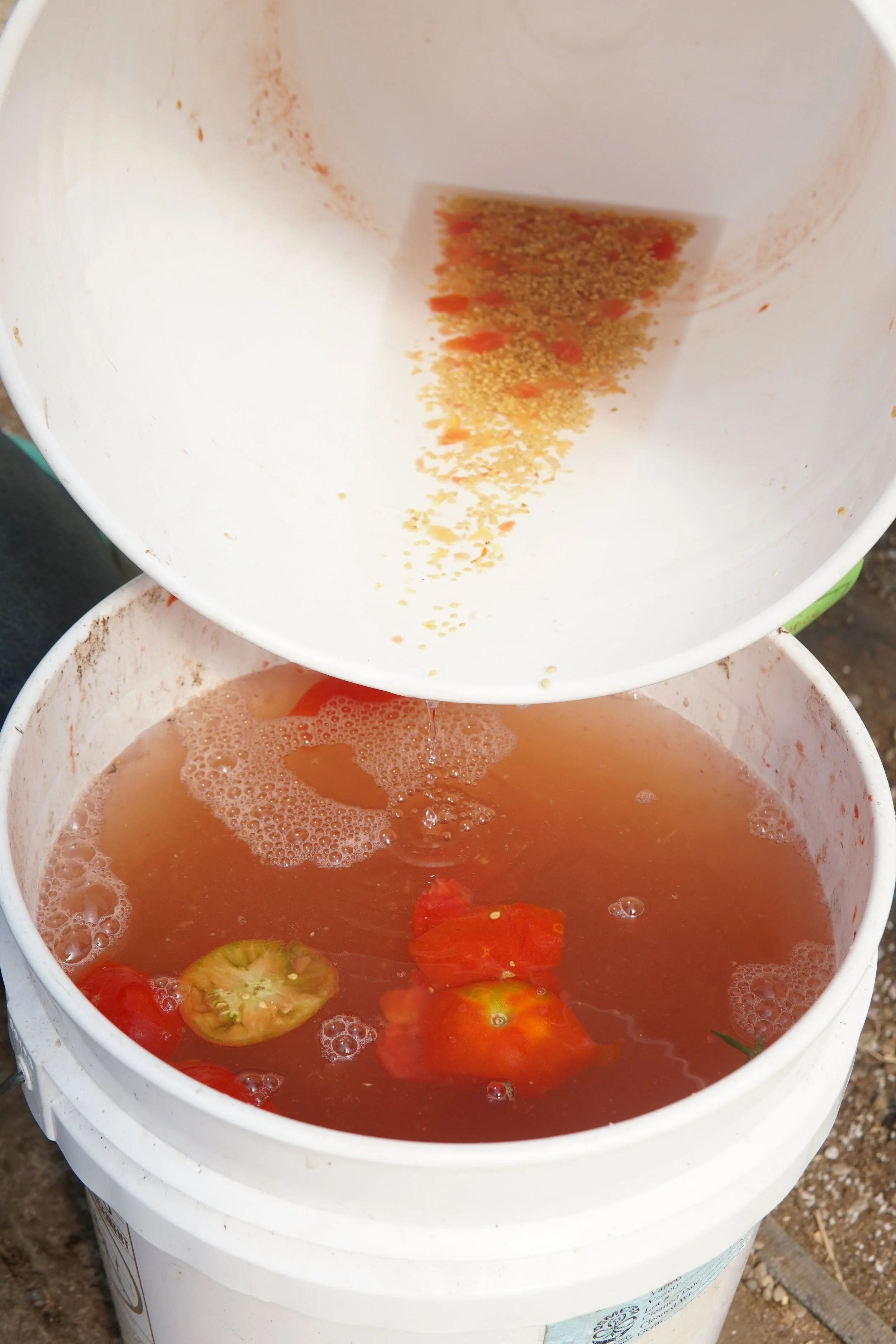 Quality Seed Starts with Quality Stock Seed — Territorial Seed Company Blog