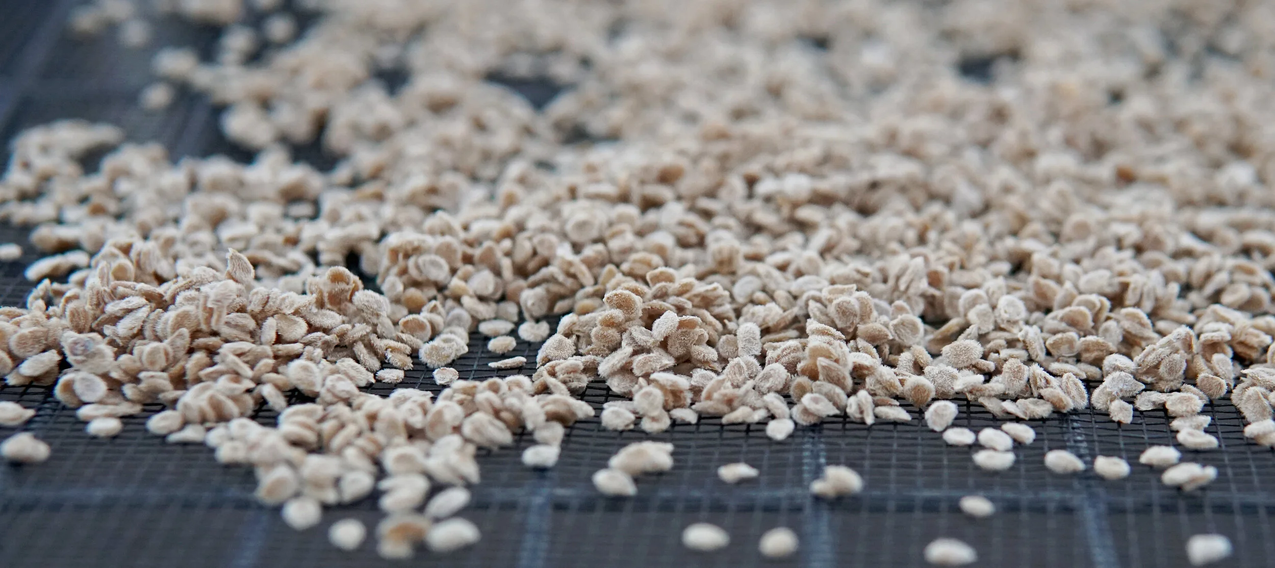 Quality Seed Starts with Quality Stock Seed — Territorial Seed Company Blog