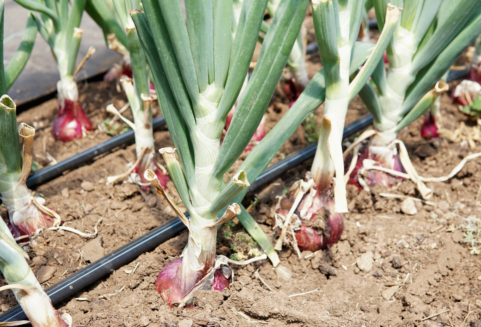 Irrigation Tips — Territorial Seed Company Blog