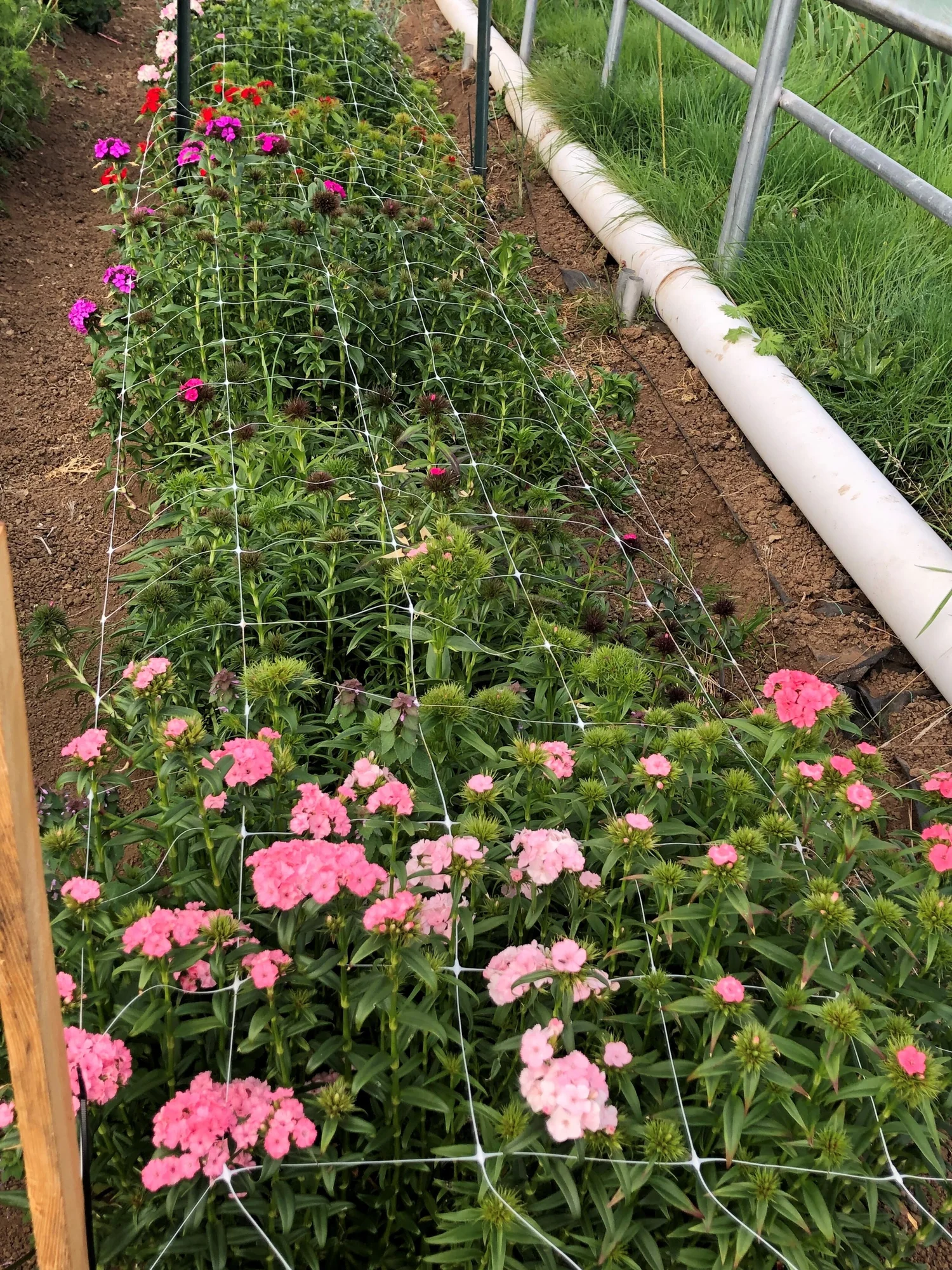 Fall-Sown Flower Seed for Big Spring Blooms! — Territorial Seed Company ...