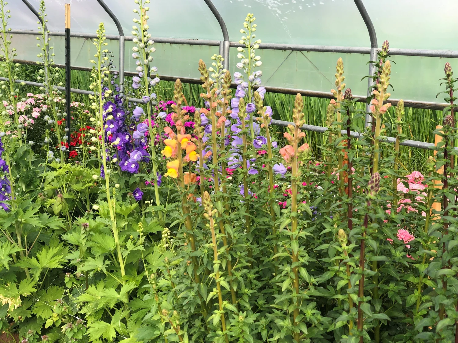 Fall-Sown Flower Seed for Big Spring Blooms! — Territorial Seed Company ...