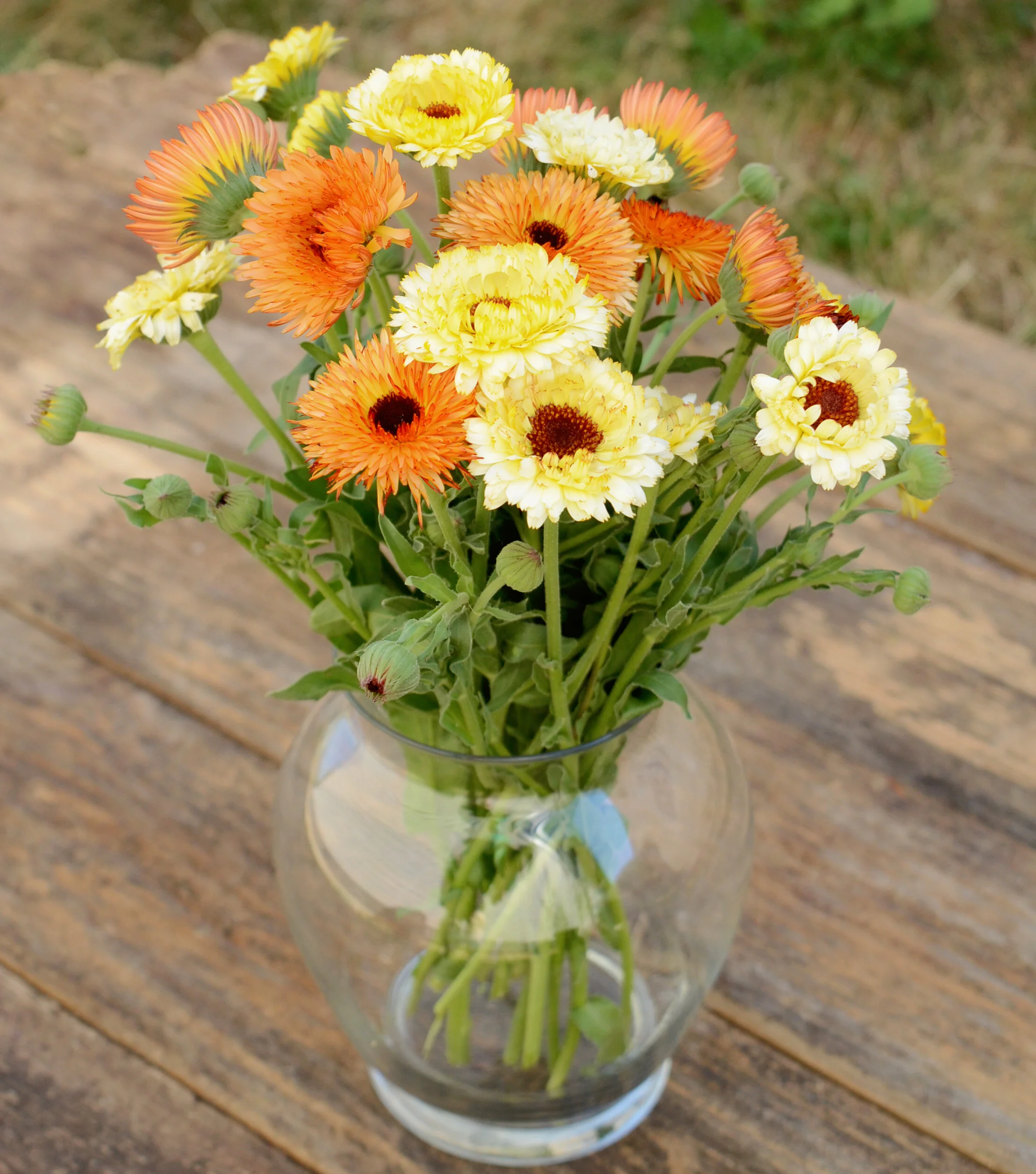 Fall-Sown Flower Seed for Big Spring Blooms! — Territorial Seed Company ...