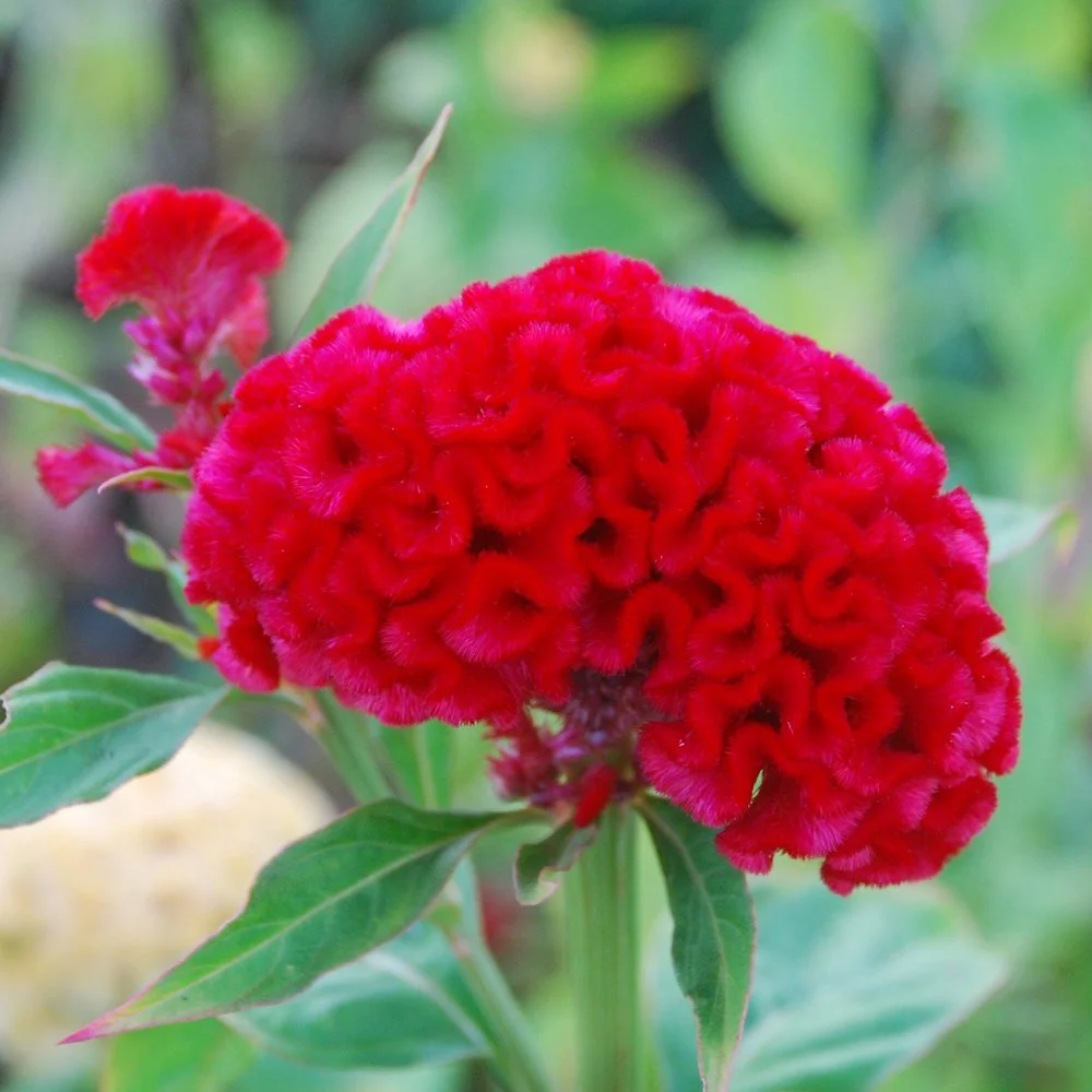 Ten of our Favorite New Seeds & Plants to try in 2024! — Territorial ...