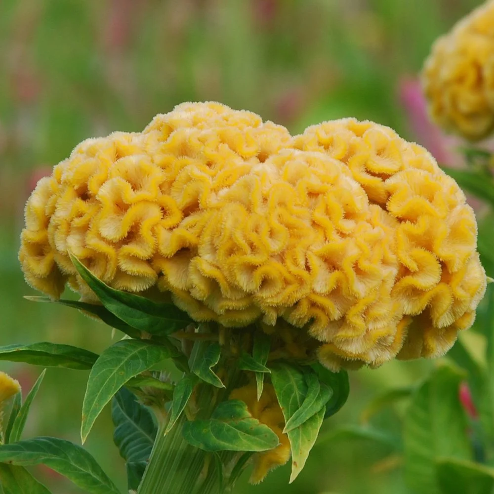 Ten of our Favorite New Seeds & Plants to try in 2024! — Territorial ...